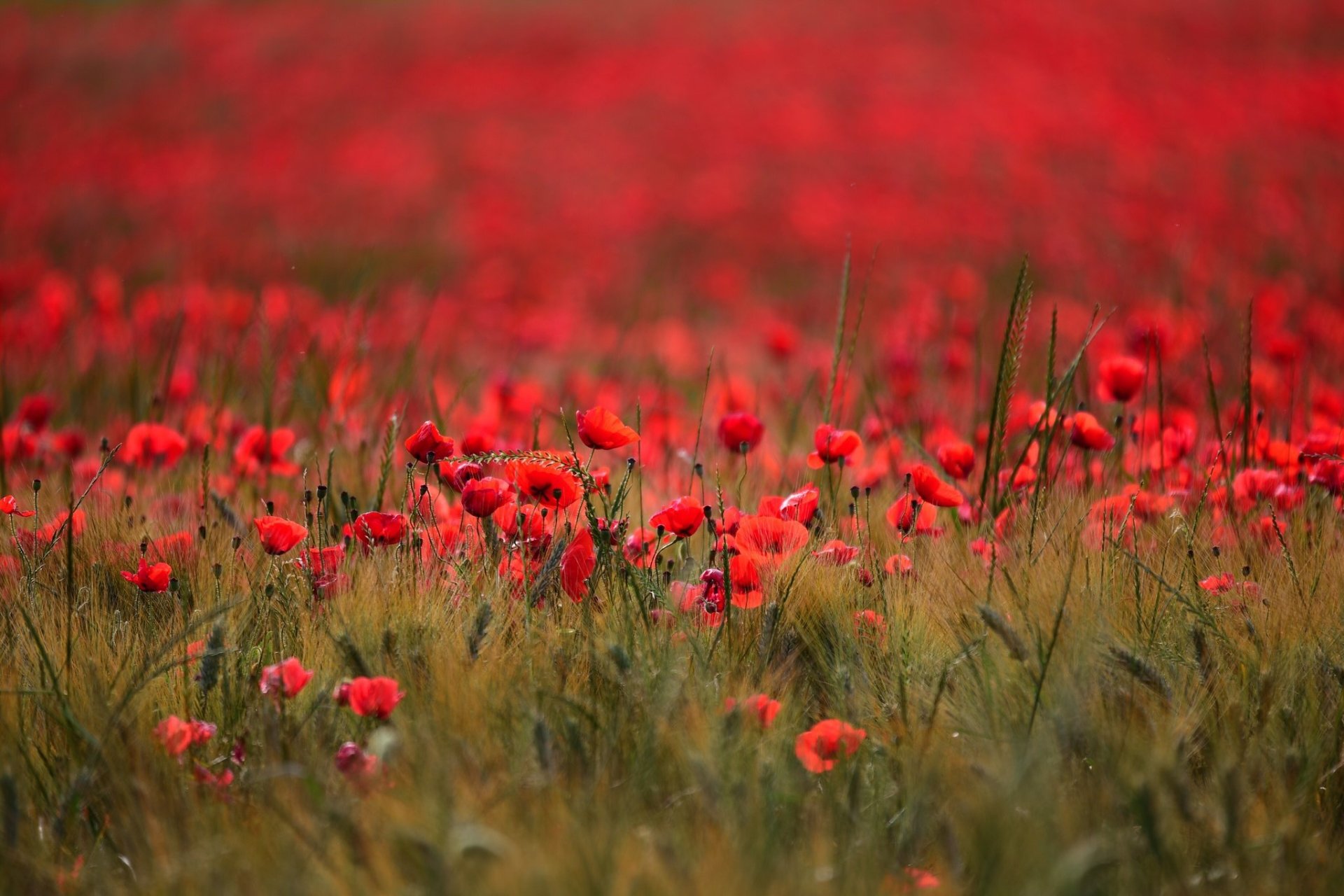 Download Red Flower Nature Poppy HD Wallpaper