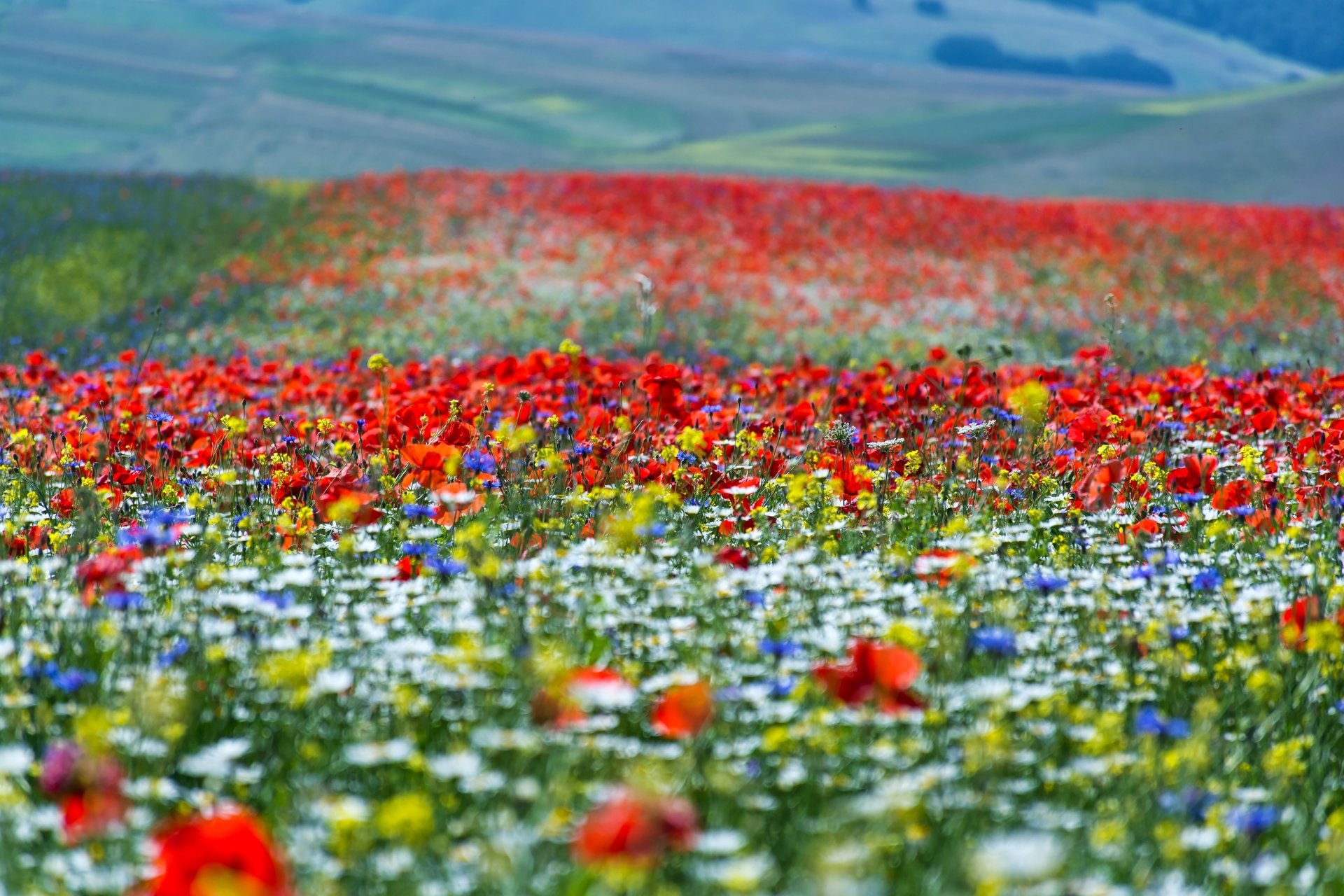 Vibrant Poppy Fields: Stunning HD Nature Wallpaper | 3000x2000 ...