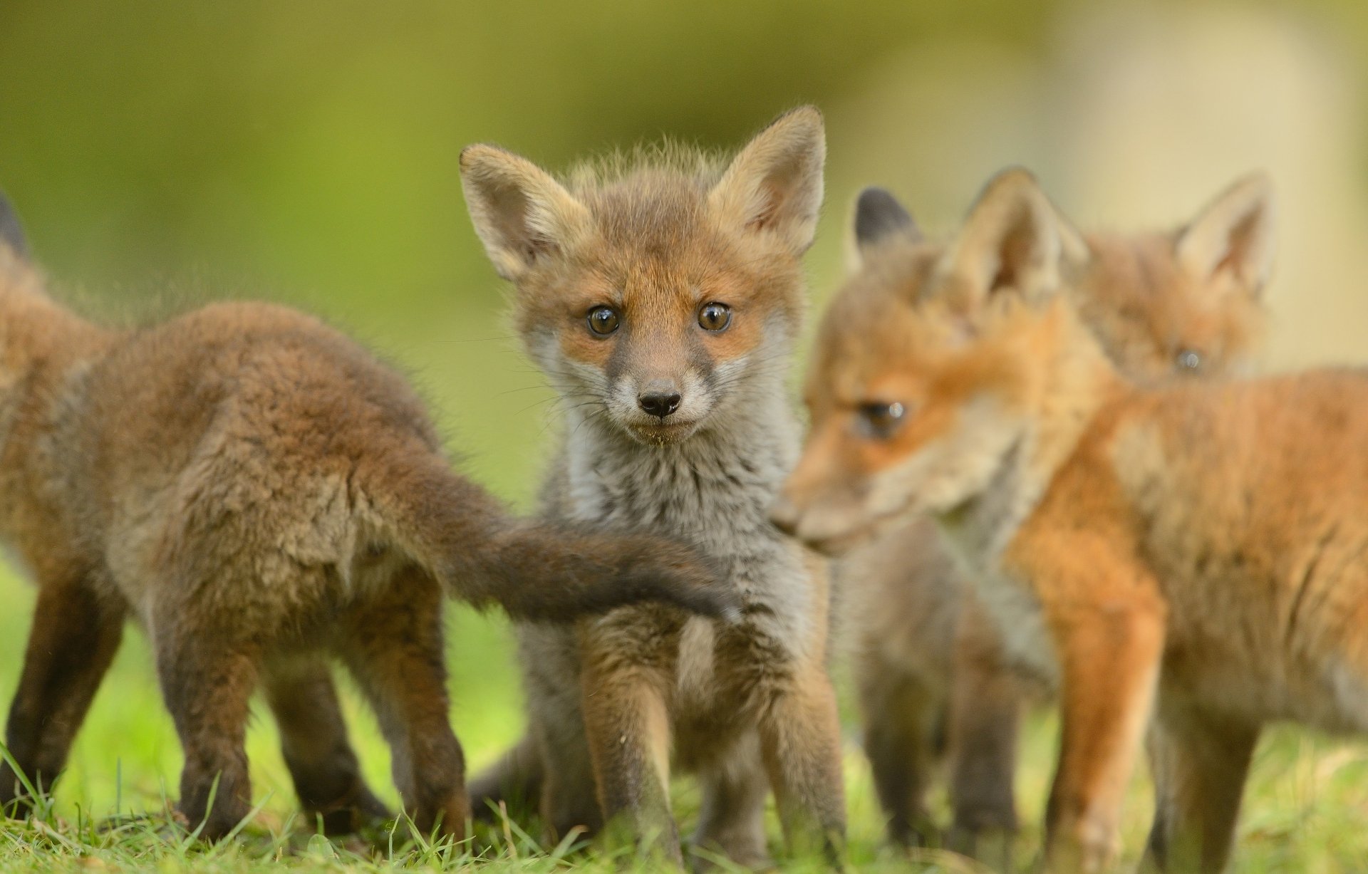 Download Animal Fox 4k Ultra HD Wallpaper