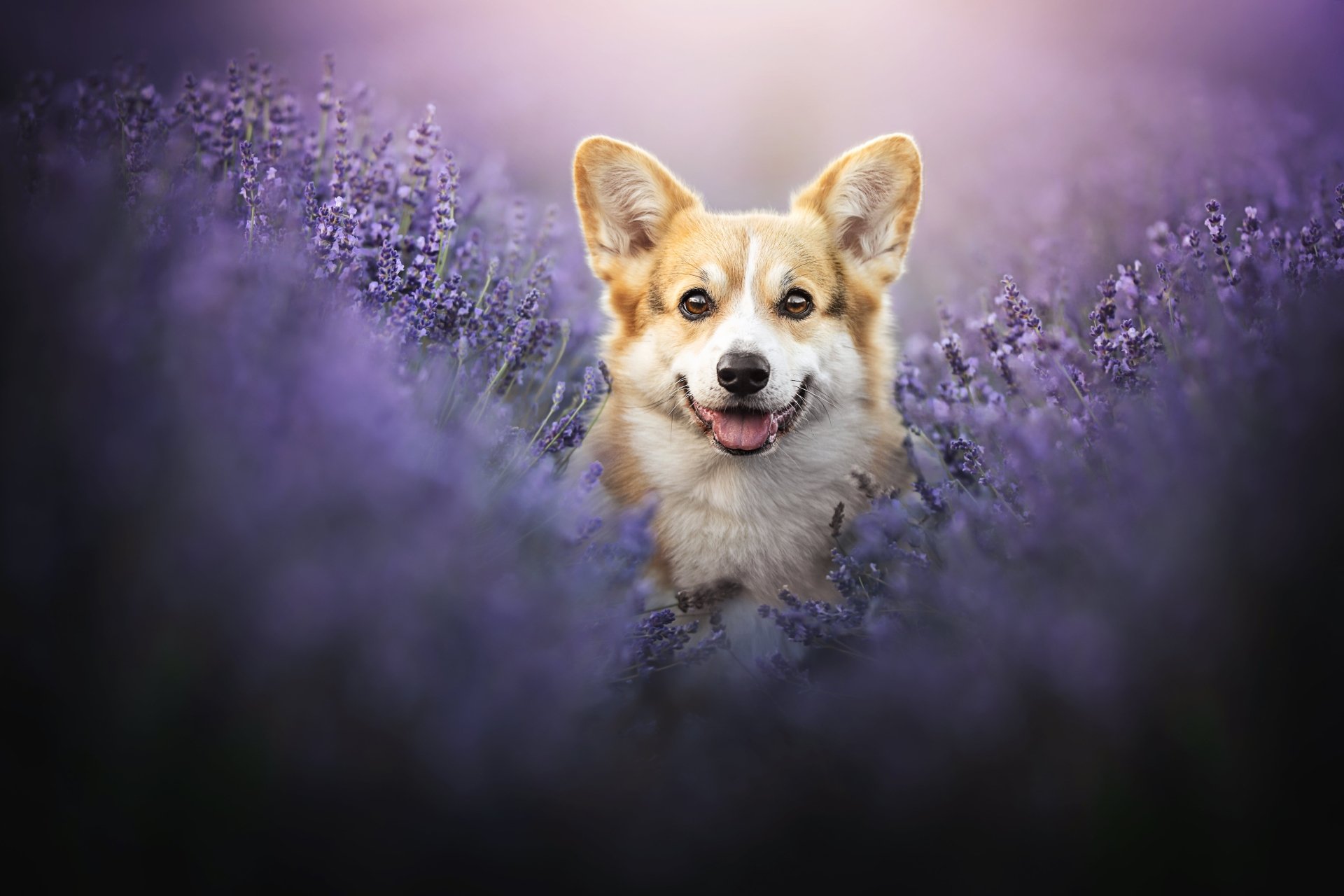 Download Animal Corgi 4k Ultra HD Wallpaper