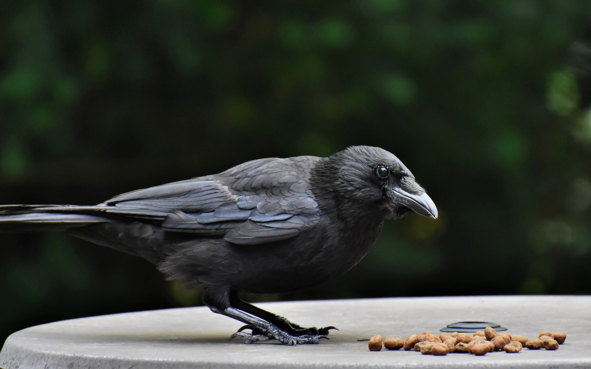 Download Animal Crow 4k Ultra HD Wallpaper by Ralphs_Fotos