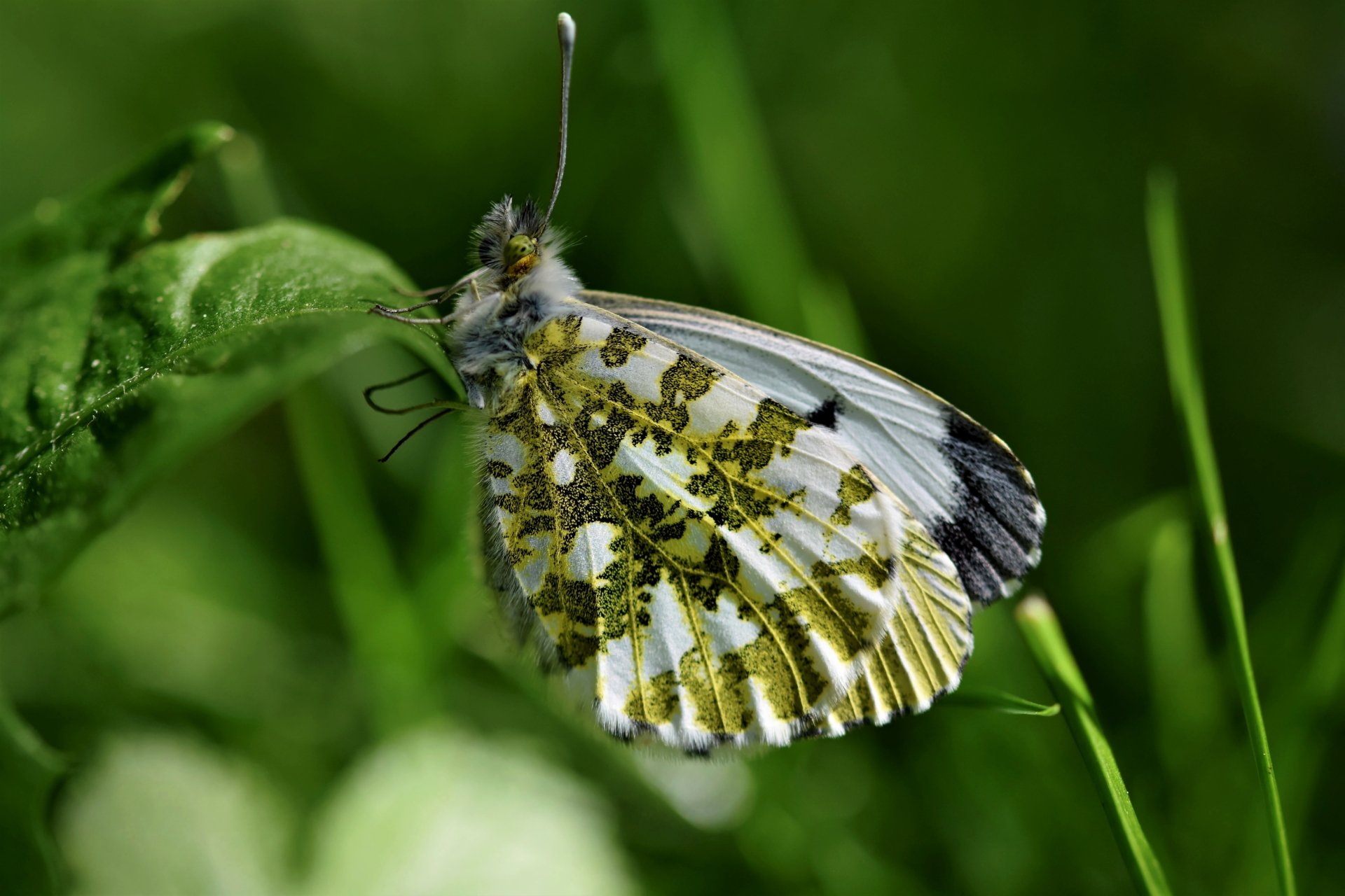 Download Animal Butterfly 4k Ultra HD Wallpaper by Ralphs_Fotos