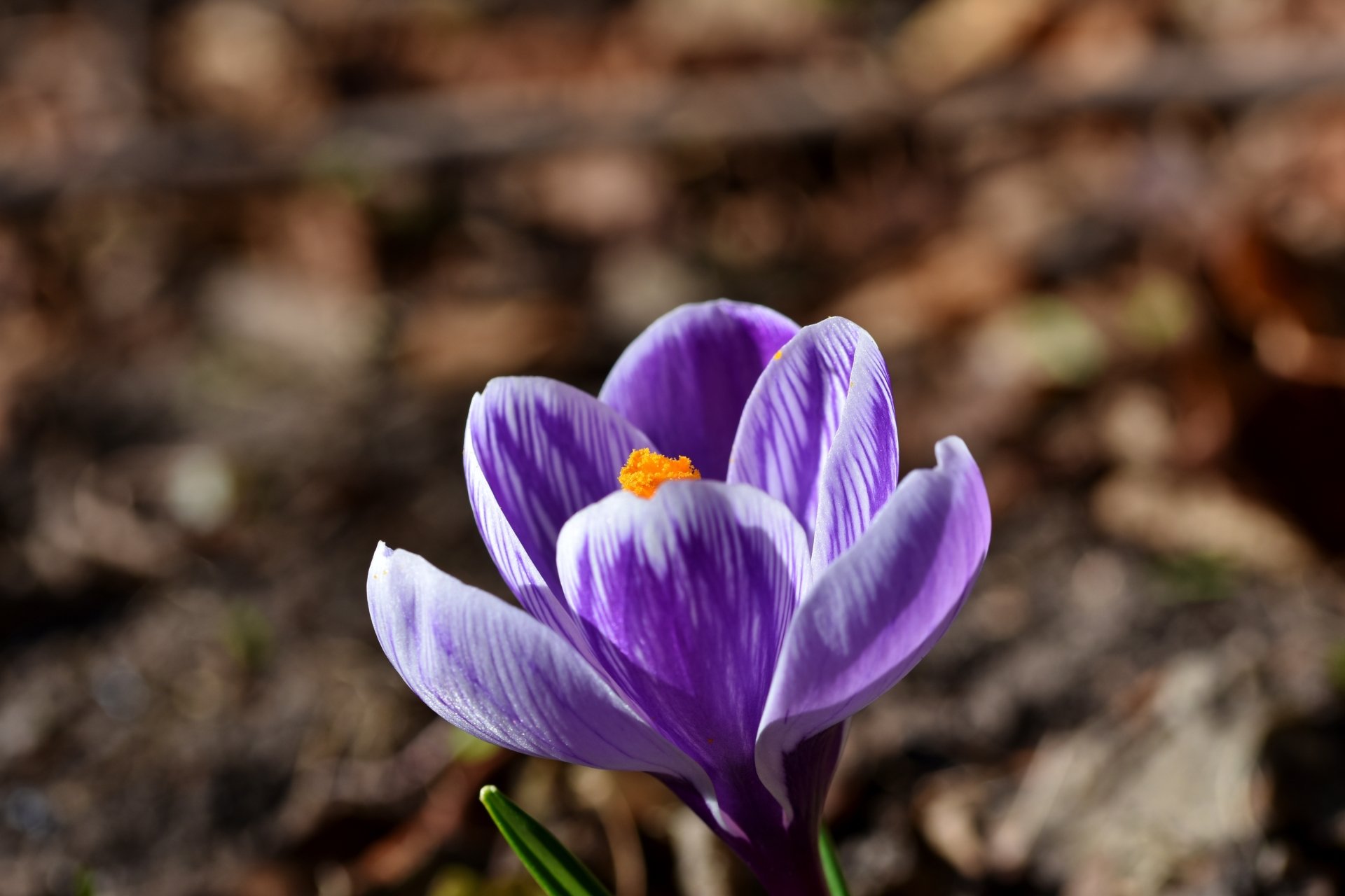 Download Nature Crocus 4k Ultra HD Wallpaper by Ralphs_Fotos