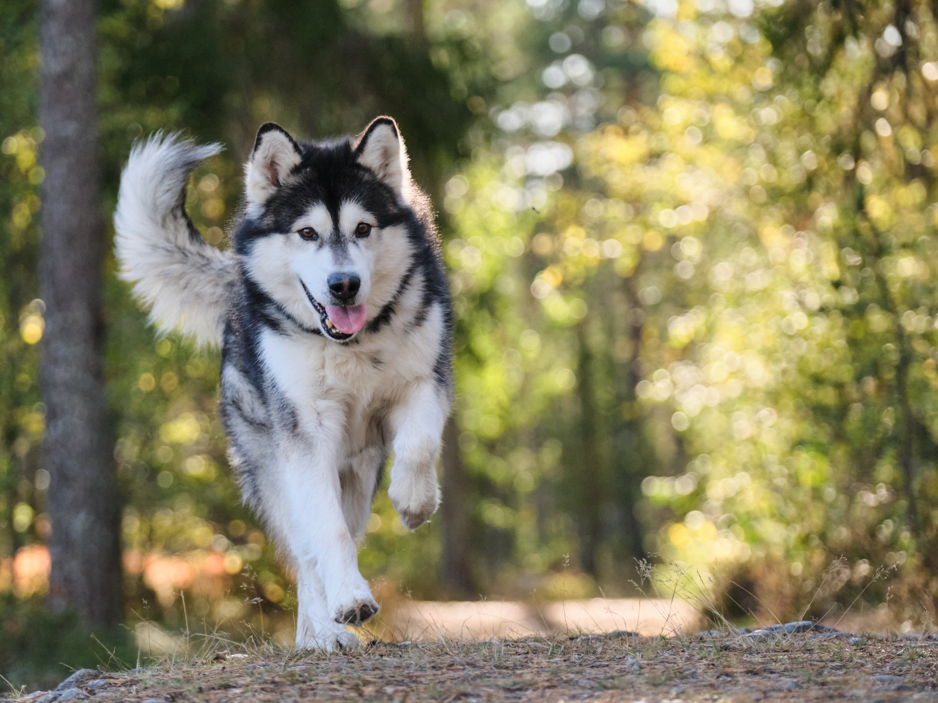 Download Husky Animal Dog 4k Ultra HD Wallpaper
