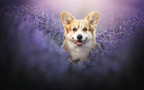 [20+] Corgi 4k Wallpapers