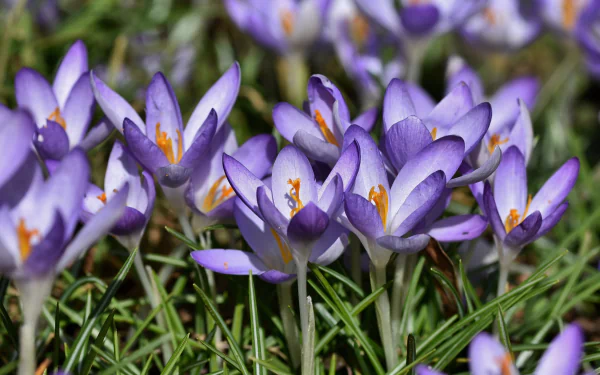 [80+] Crocus 4k Wallpapers