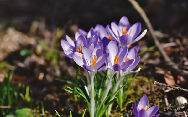 [80+] Crocus 4k Wallpapers