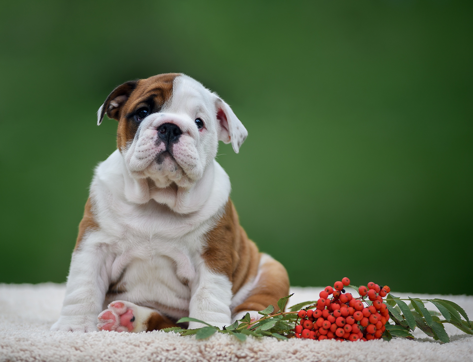 English Bulldog HD Wallpaper