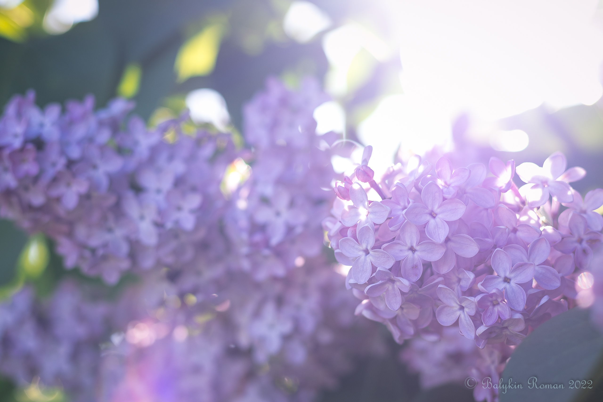Nature Lilac HD Wallpaper by Vergilius