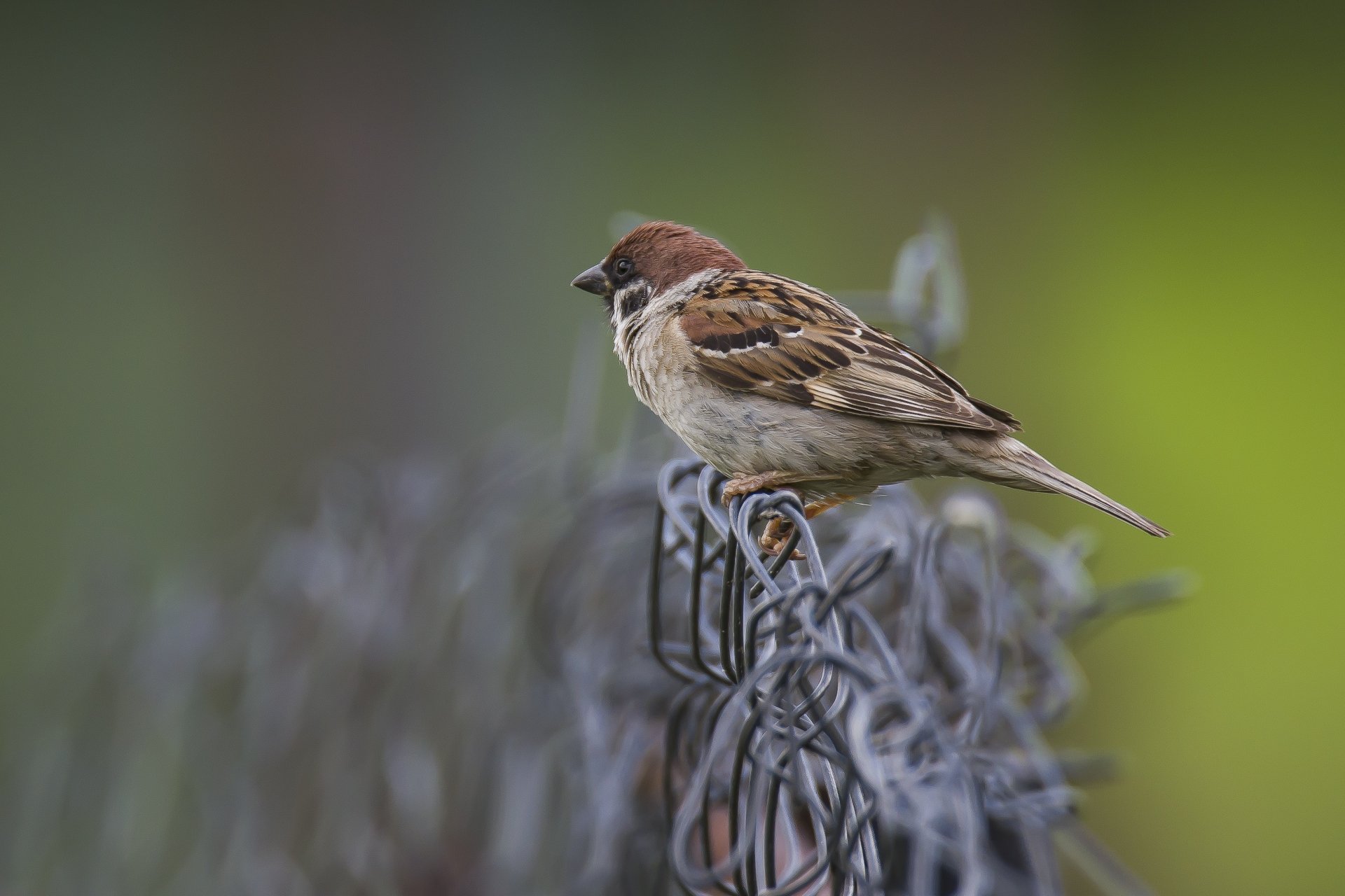 Download Animal Sparrow HD Wallpaper