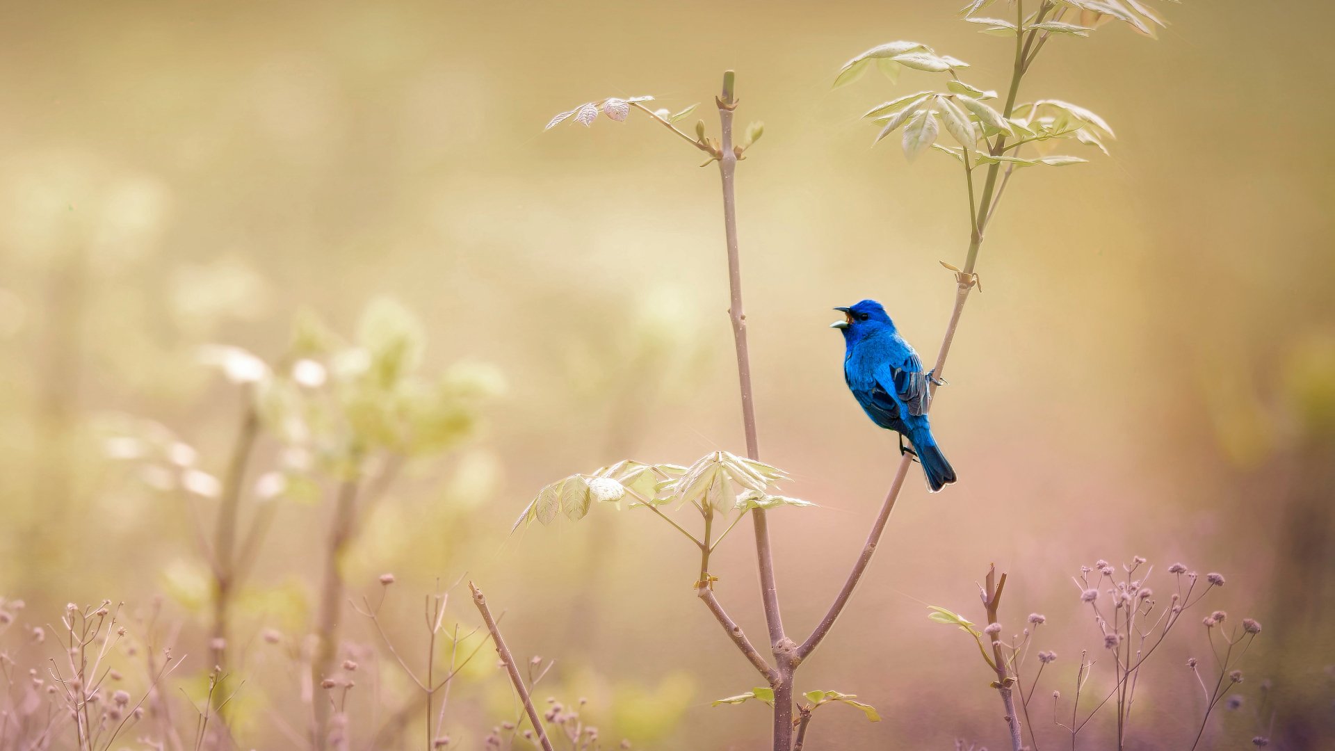 Download Animal Indigo Bunting HD Wallpaper by Vicki Jauron