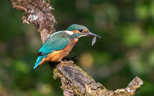 [40+] Kingfisher 4k Wallpapers