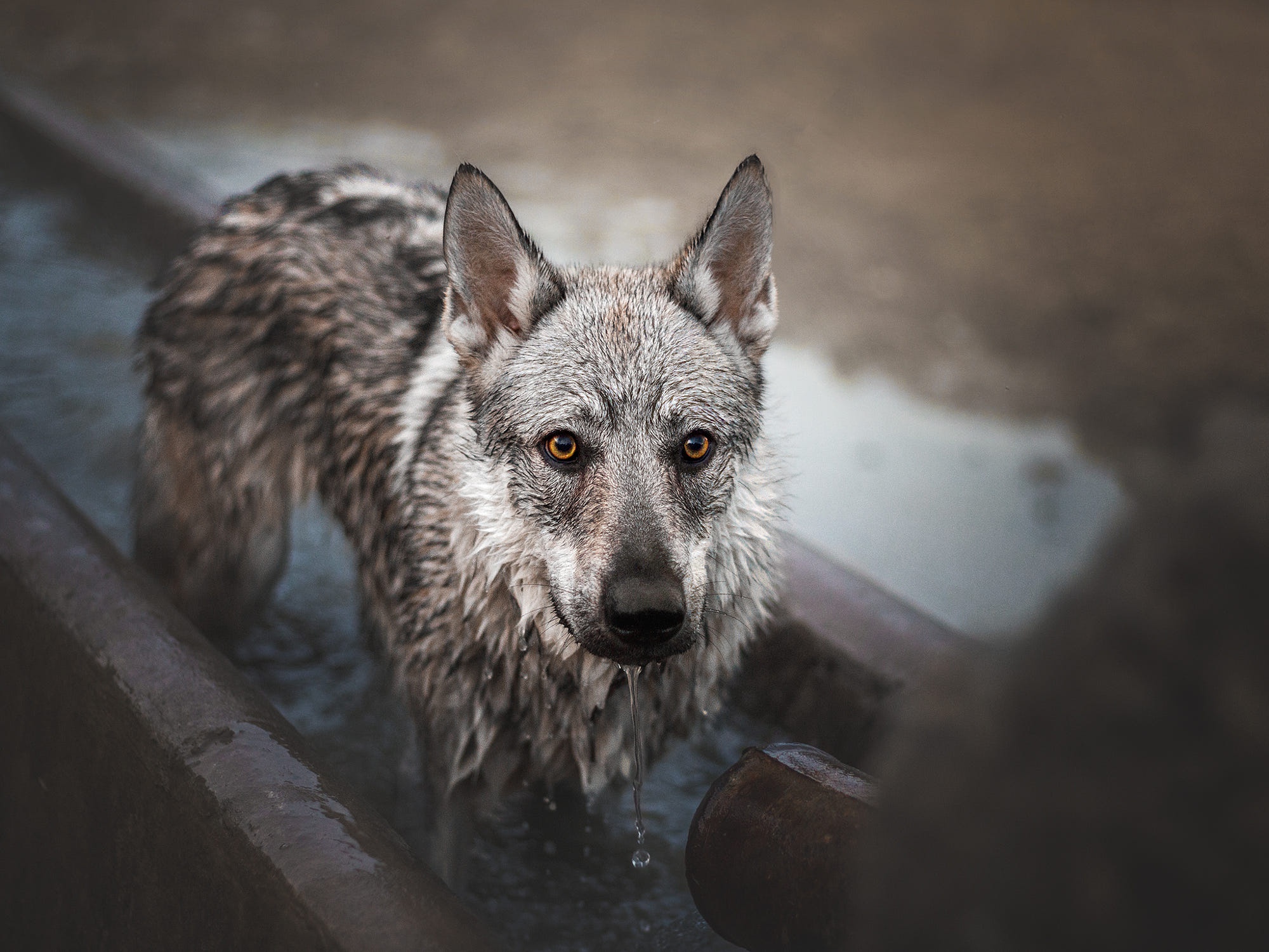 Wolfdog HD Wallpaper