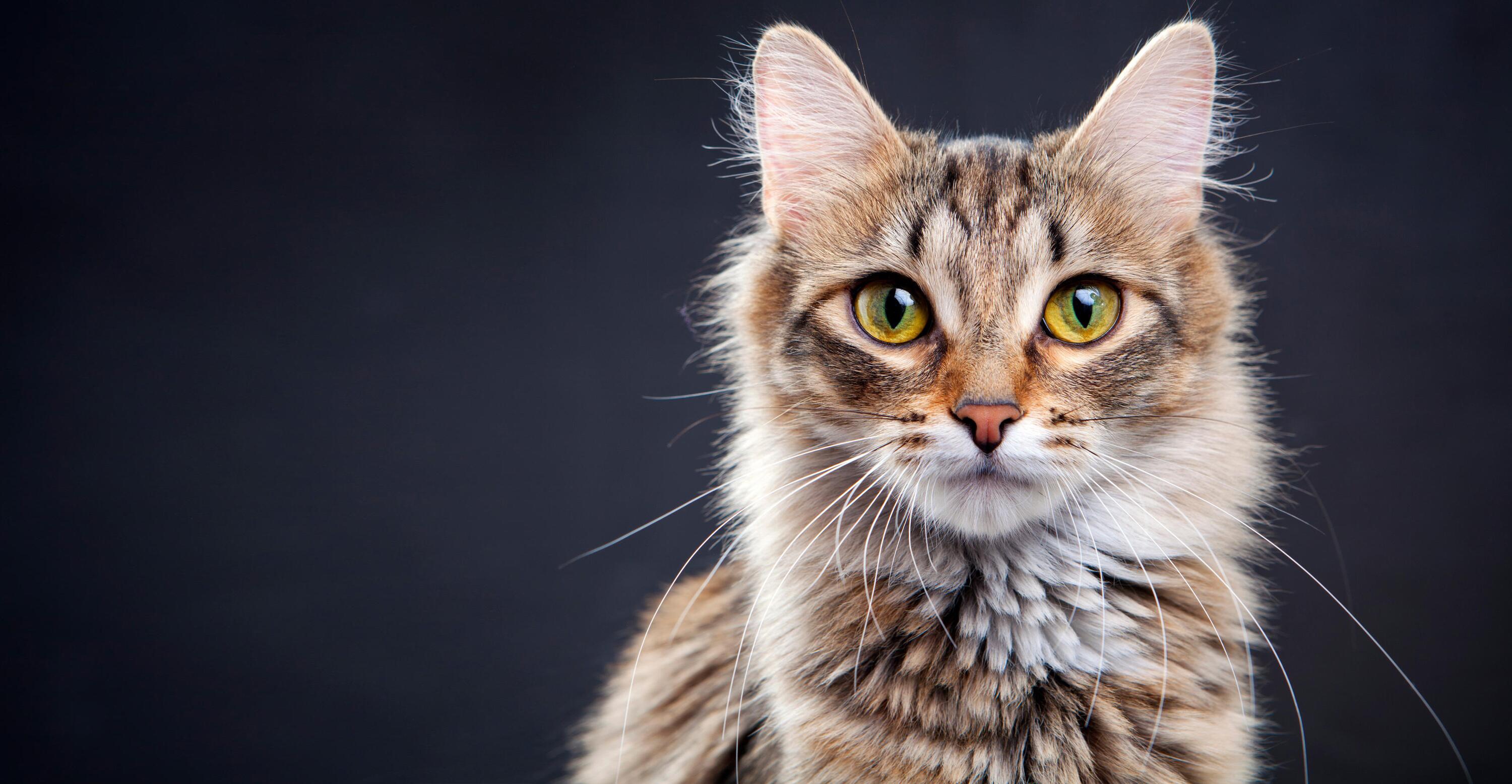 Download Animal Cat HD Wallpaper