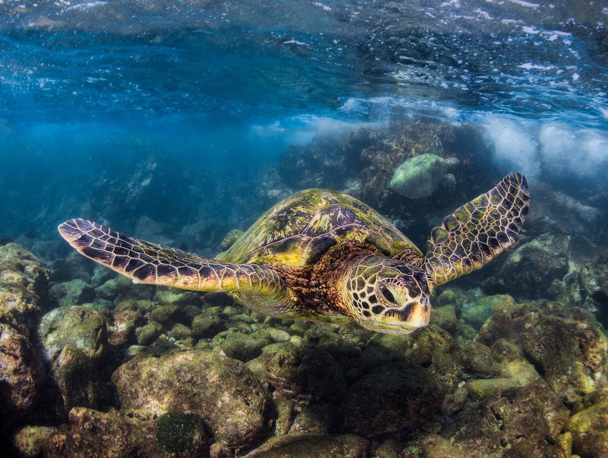 Sea Turtle HD Wallpaper