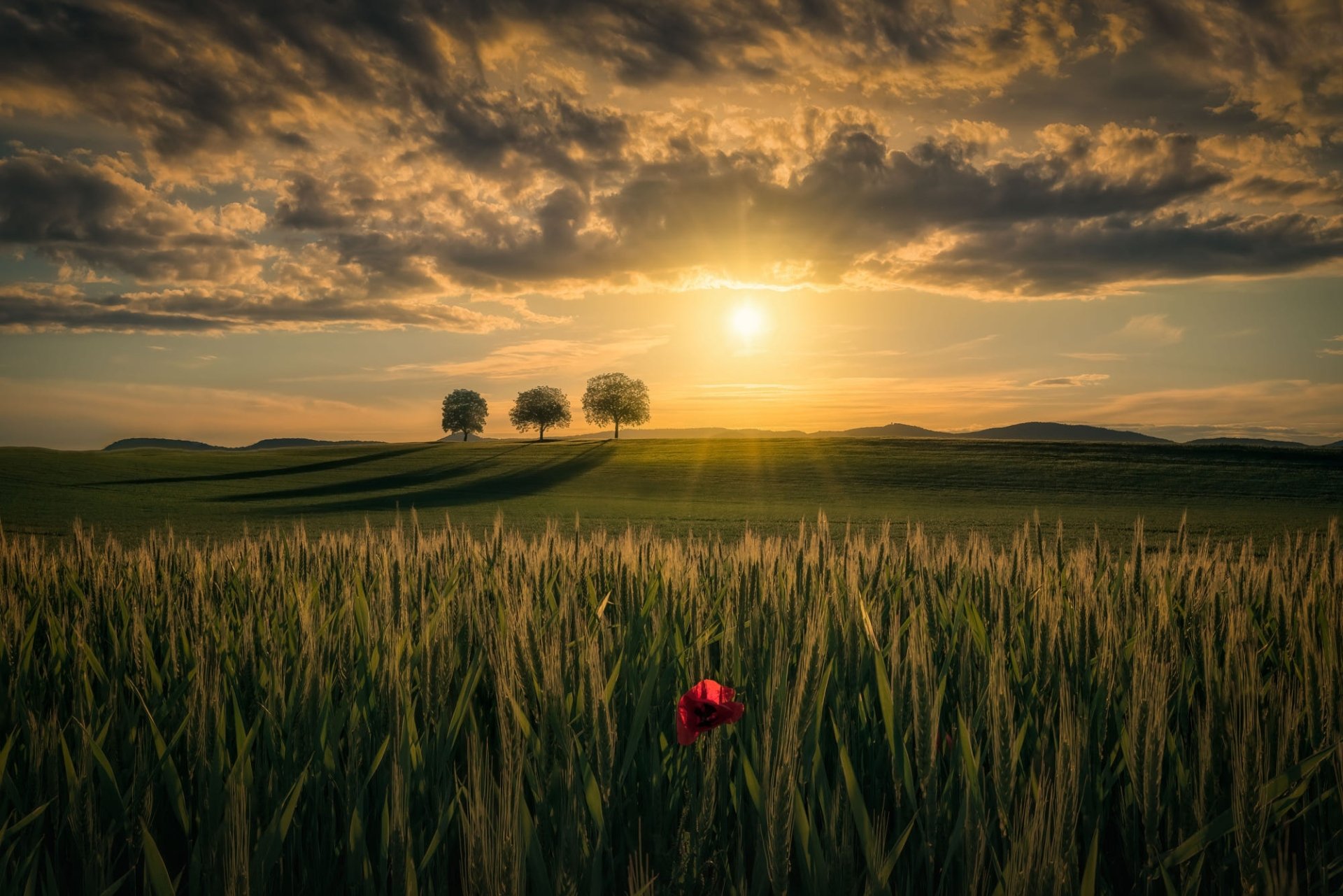 Golden Sunrise Over Tranquil Field - HD Nature Wallpaper