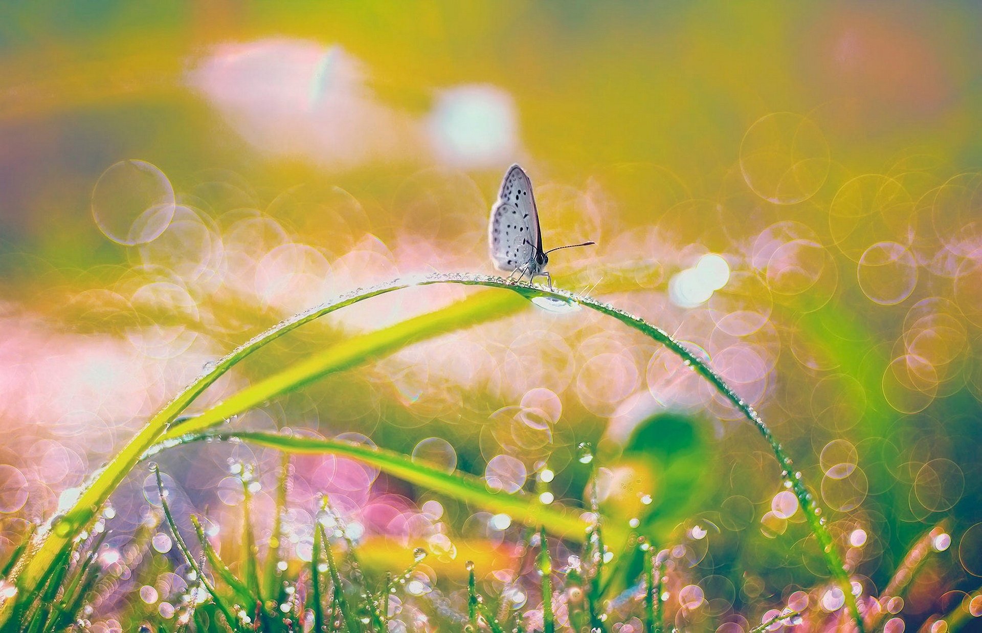 Download Bokeh Animal Butterfly HD Wallpaper