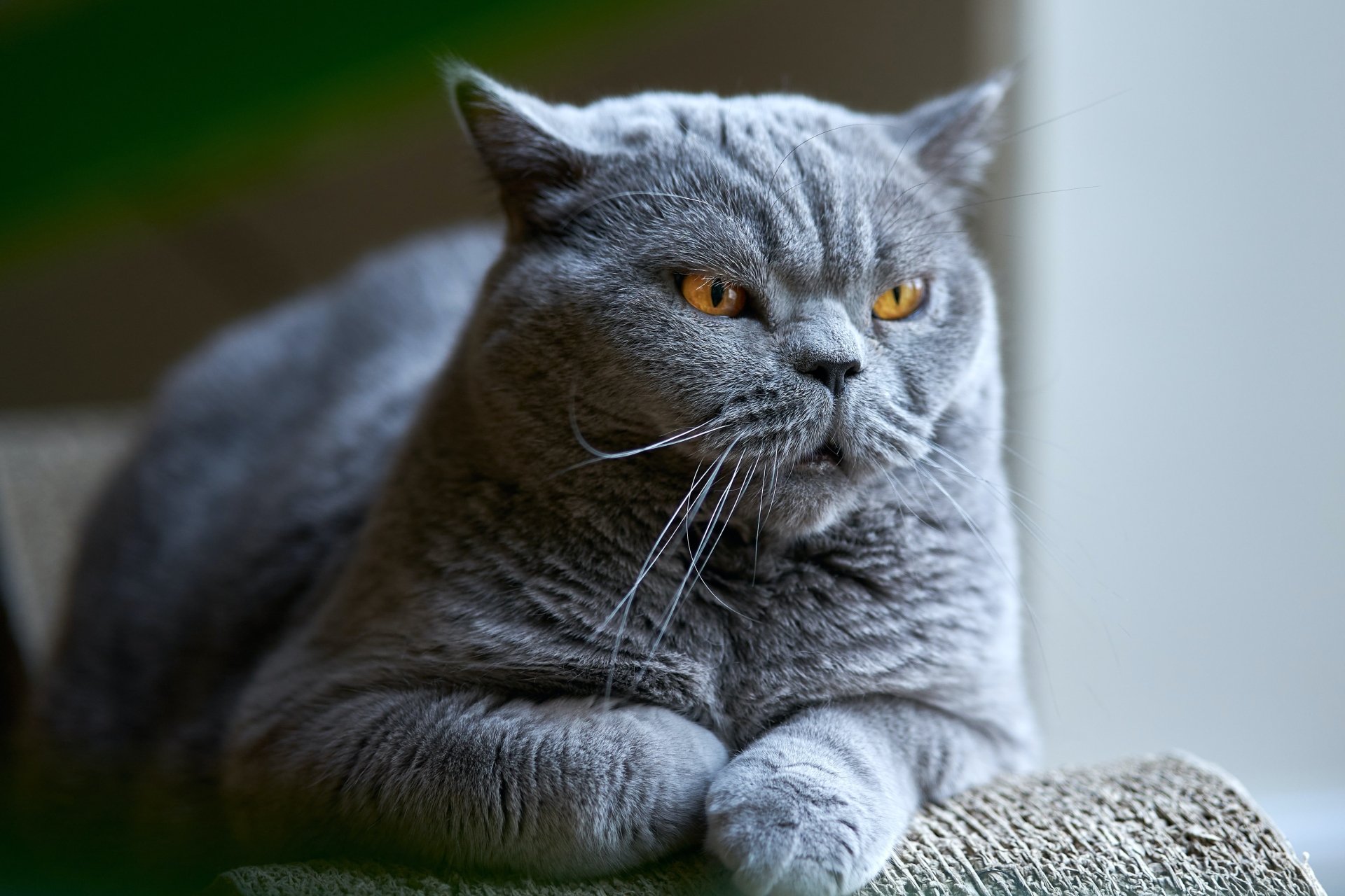 Download Animal Cat 4k Ultra HD Wallpaper