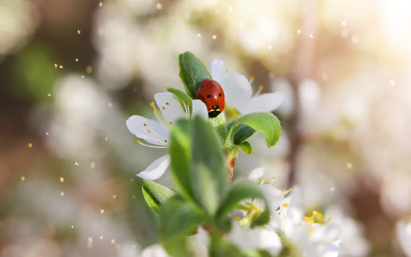 Download Macro Plant Green Animal Ladybug HD Wallpaper