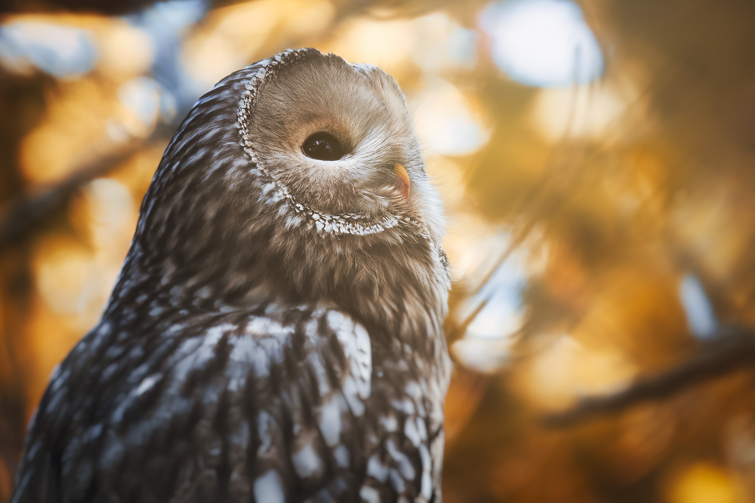Download Animal Owl HD Wallpaper
