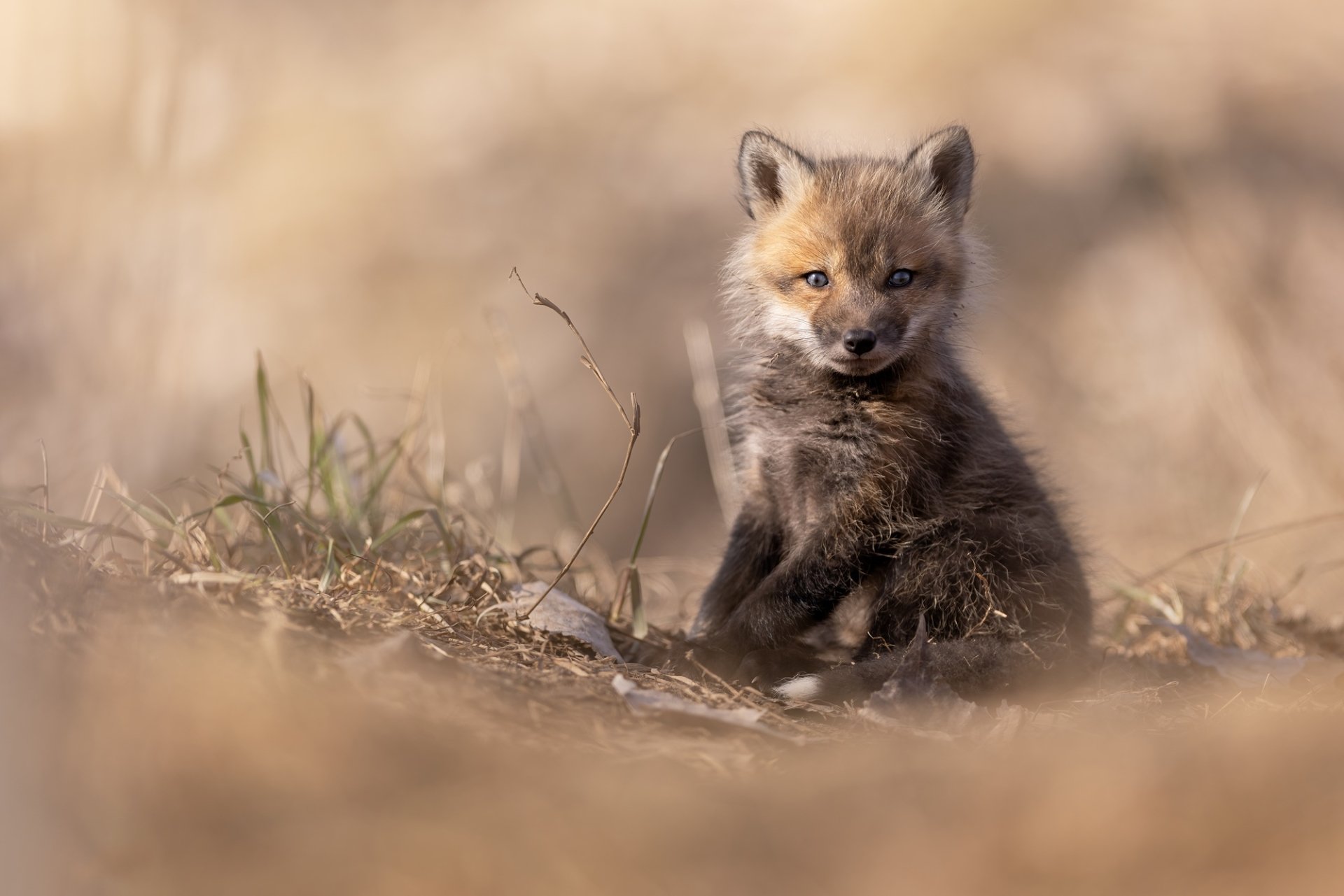 Charming Fox Cub in Stunning HD Nature Wallpaper | 2000x1334 ...