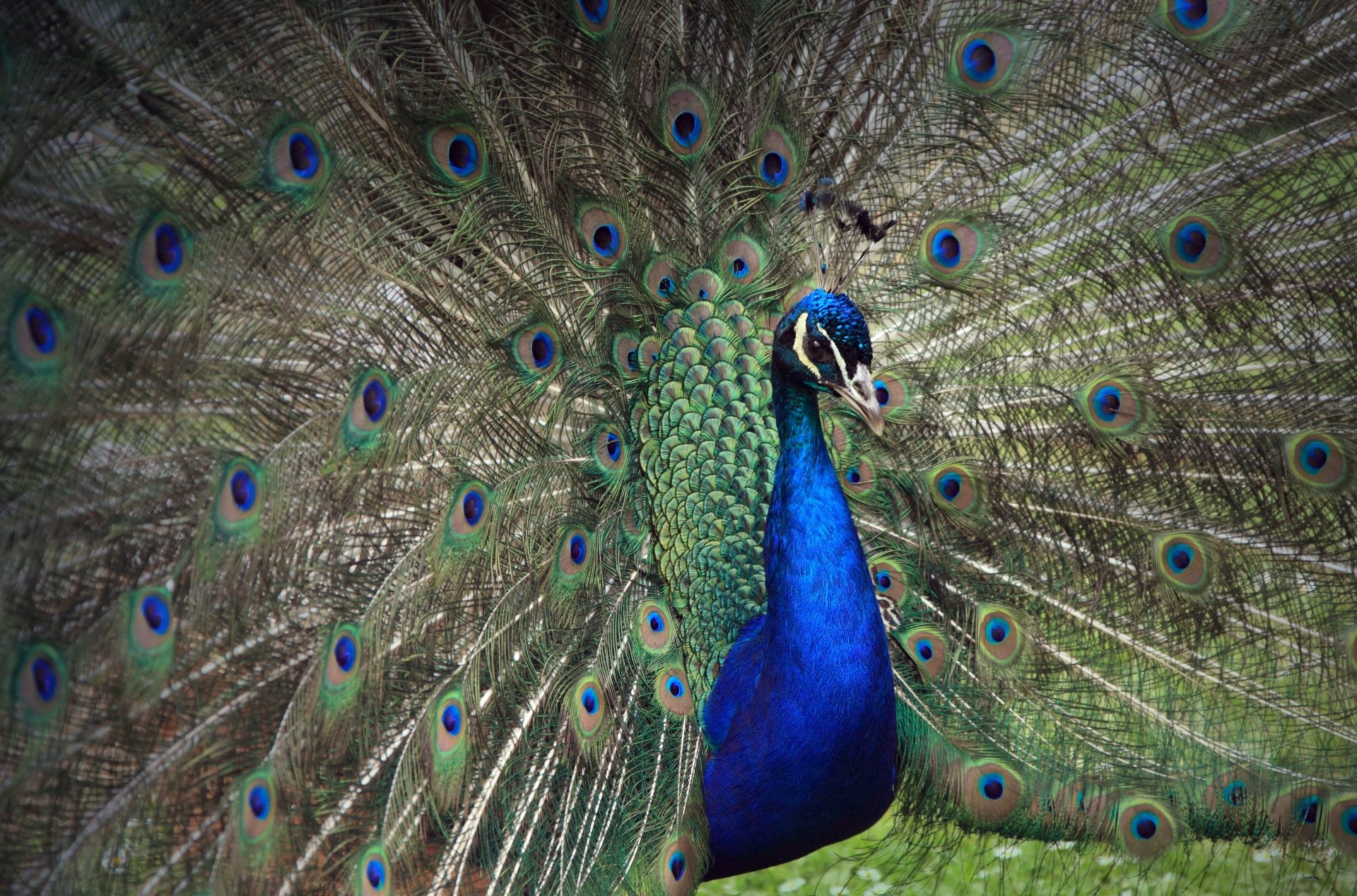 Download Animal Peacock 4k Ultra HD Wallpaper