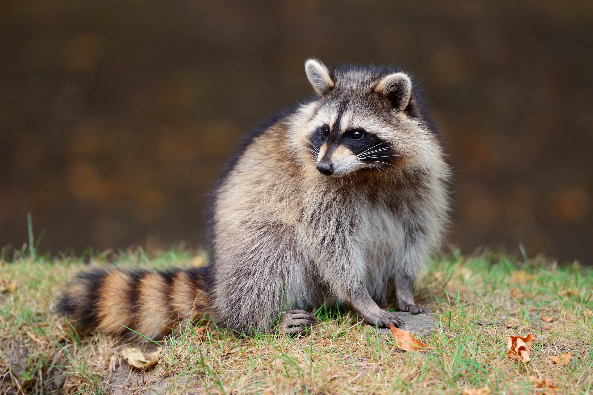 Download Animal Raccoon 4k Ultra HD Wallpaper