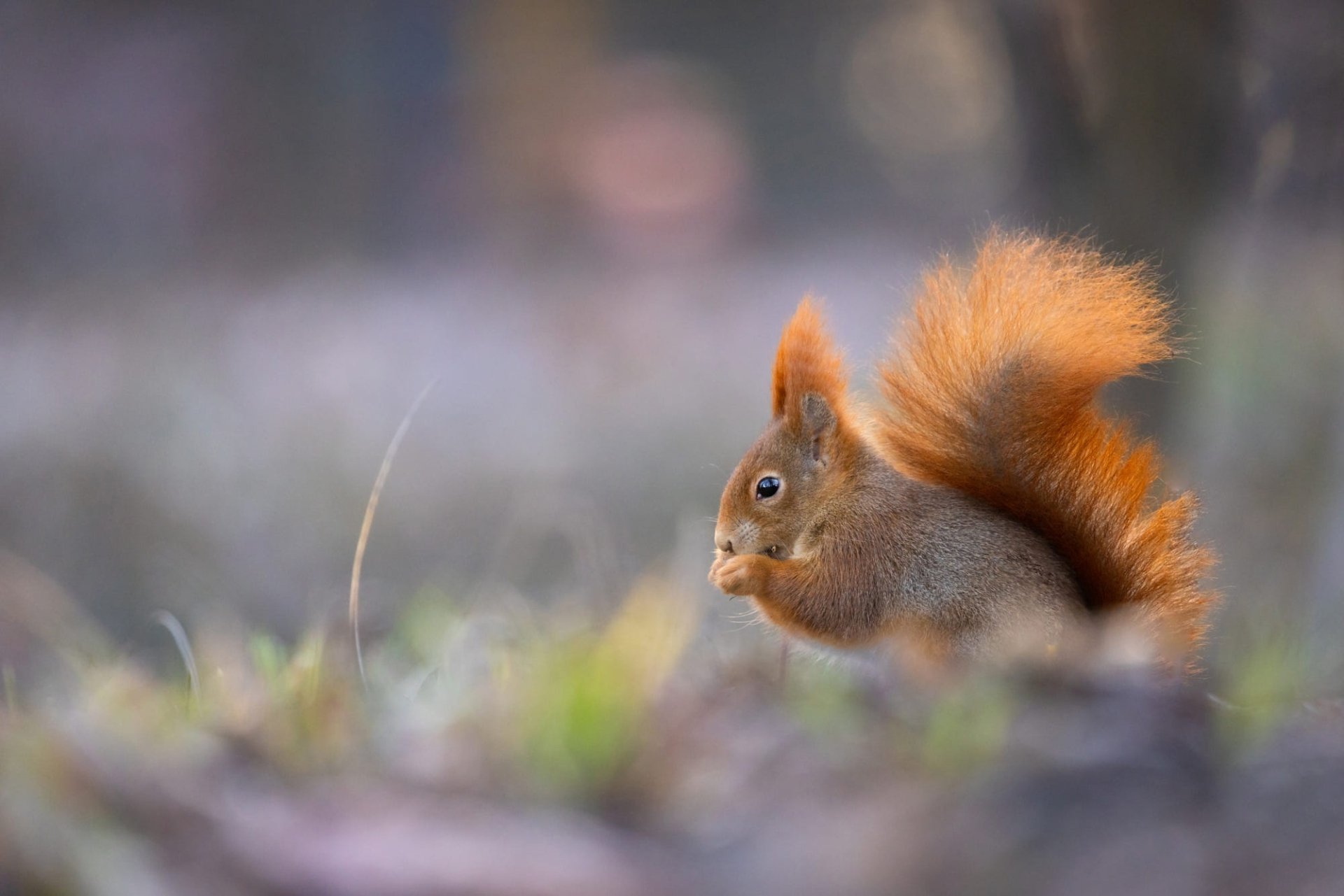 Download Animal Squirrel HD Wallpaper | 2000x1334 | Wallpaper Abyss
