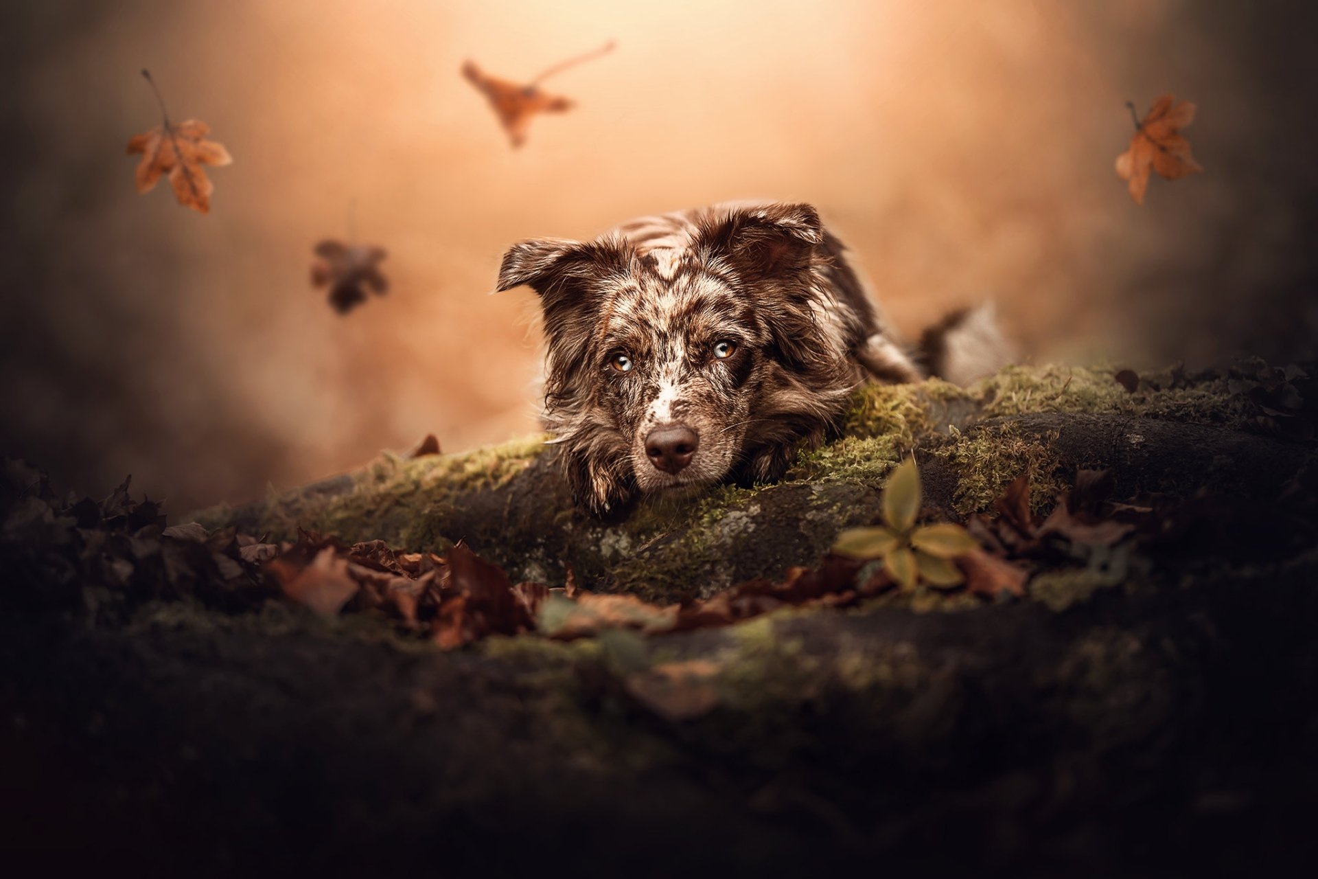 Autumn Sentinel — HD Dog Wallpaper | 2048x1365 | Wallpaper Abyss