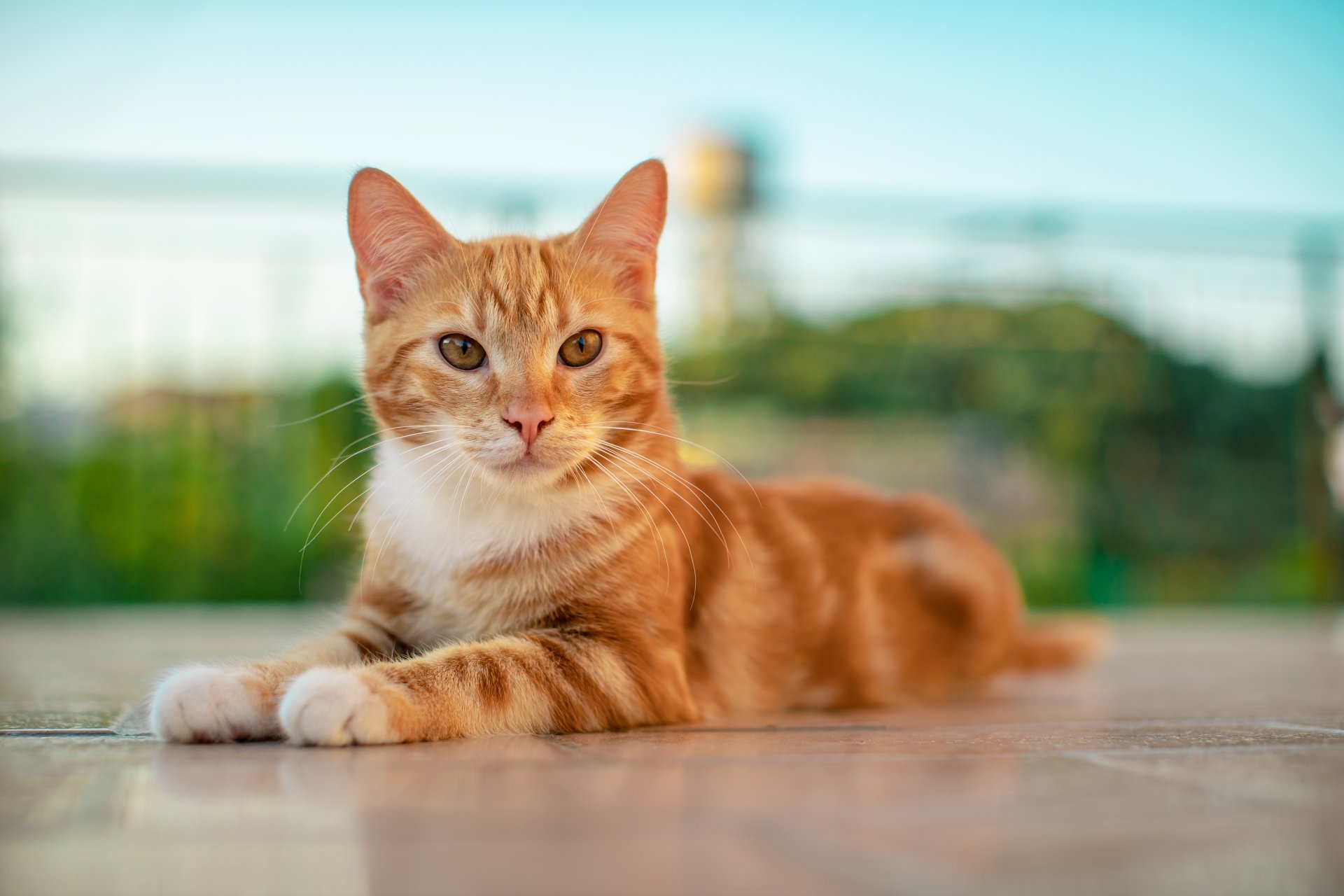 Download Animal Cat 4k Ultra HD Wallpaper | 6240x4160 | Wallpaper Abyss