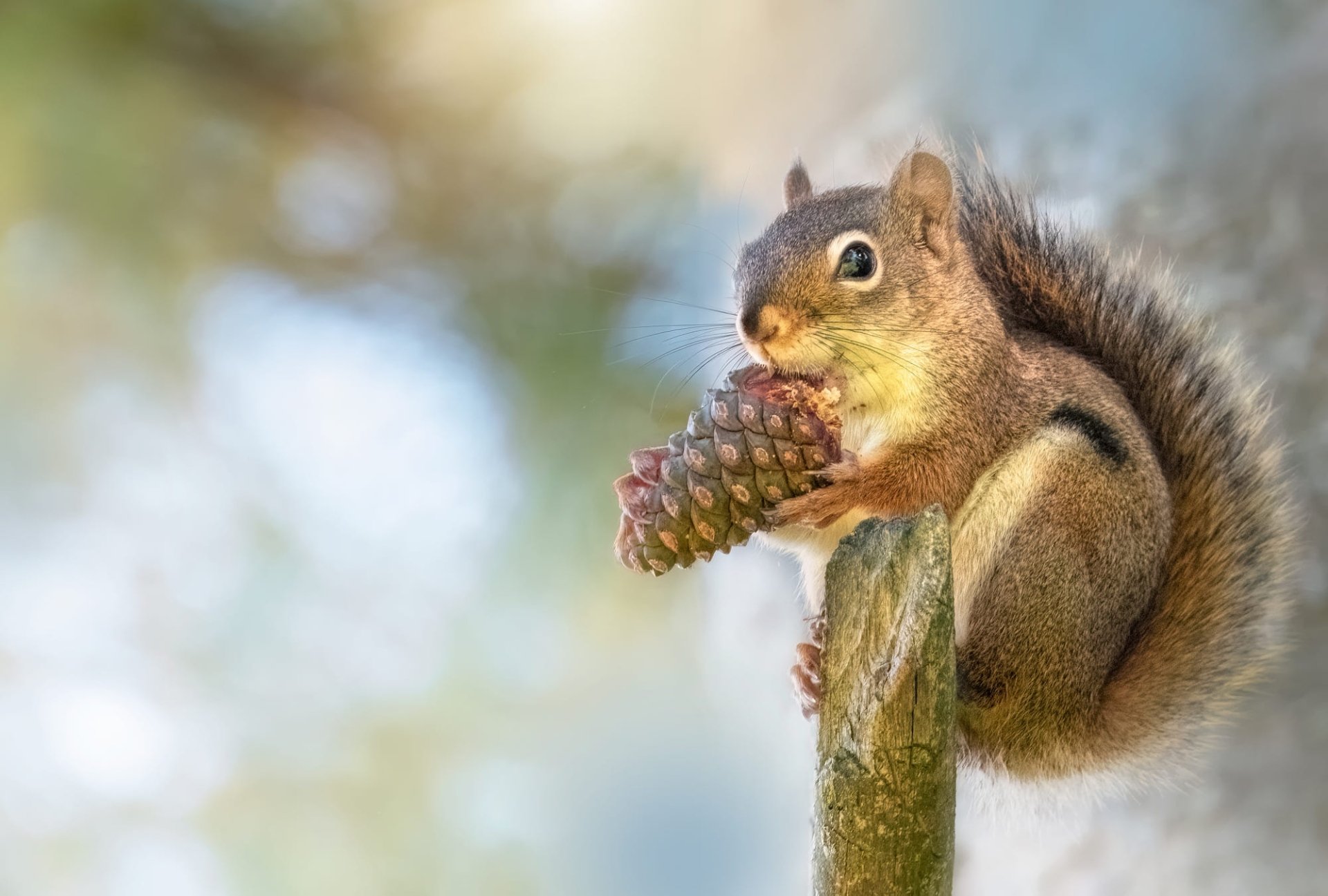 Download Animal Squirrel HD Wallpaper | 2000x1351 | Wallpaper Abyss