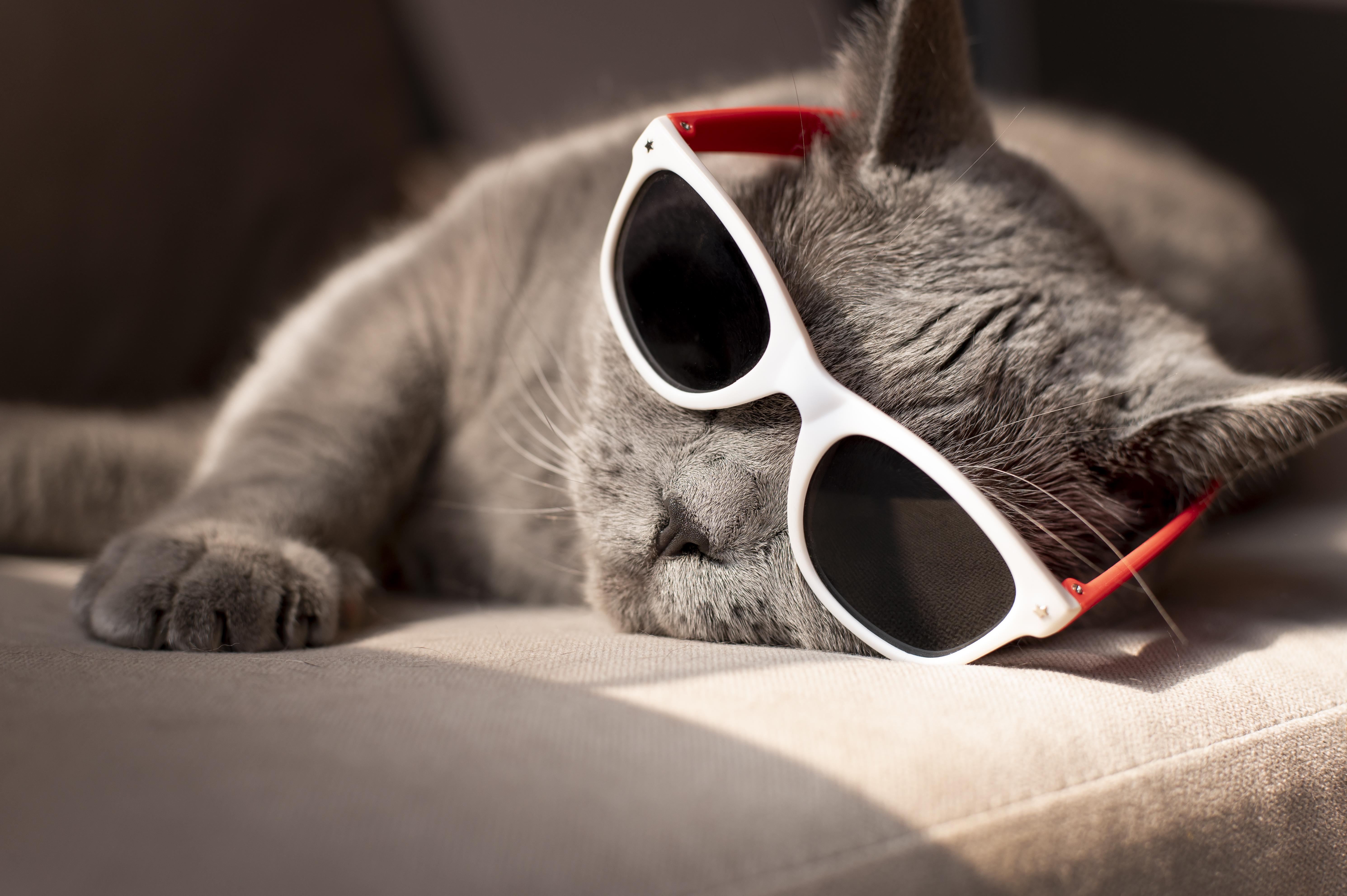 Cat 4k Ultra HD Wallpaper