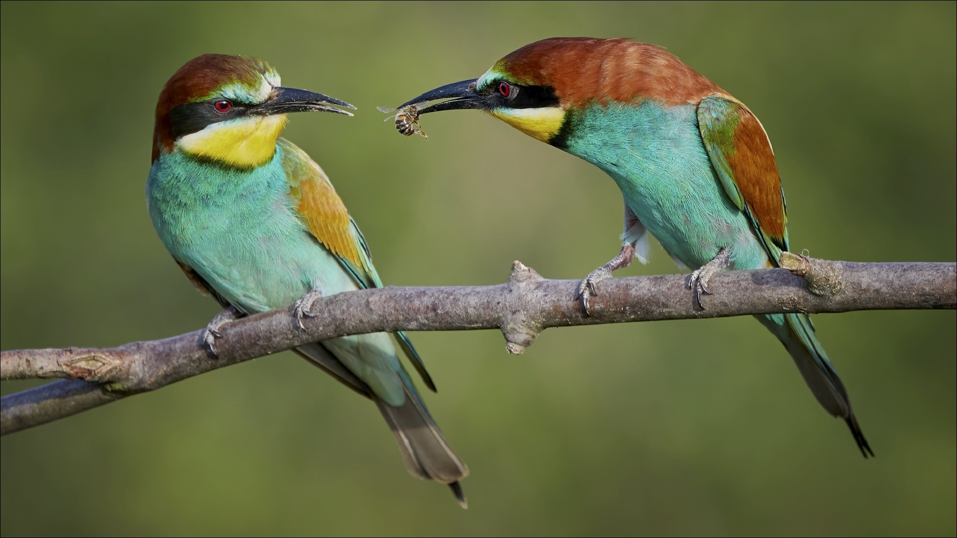 European bee-eater