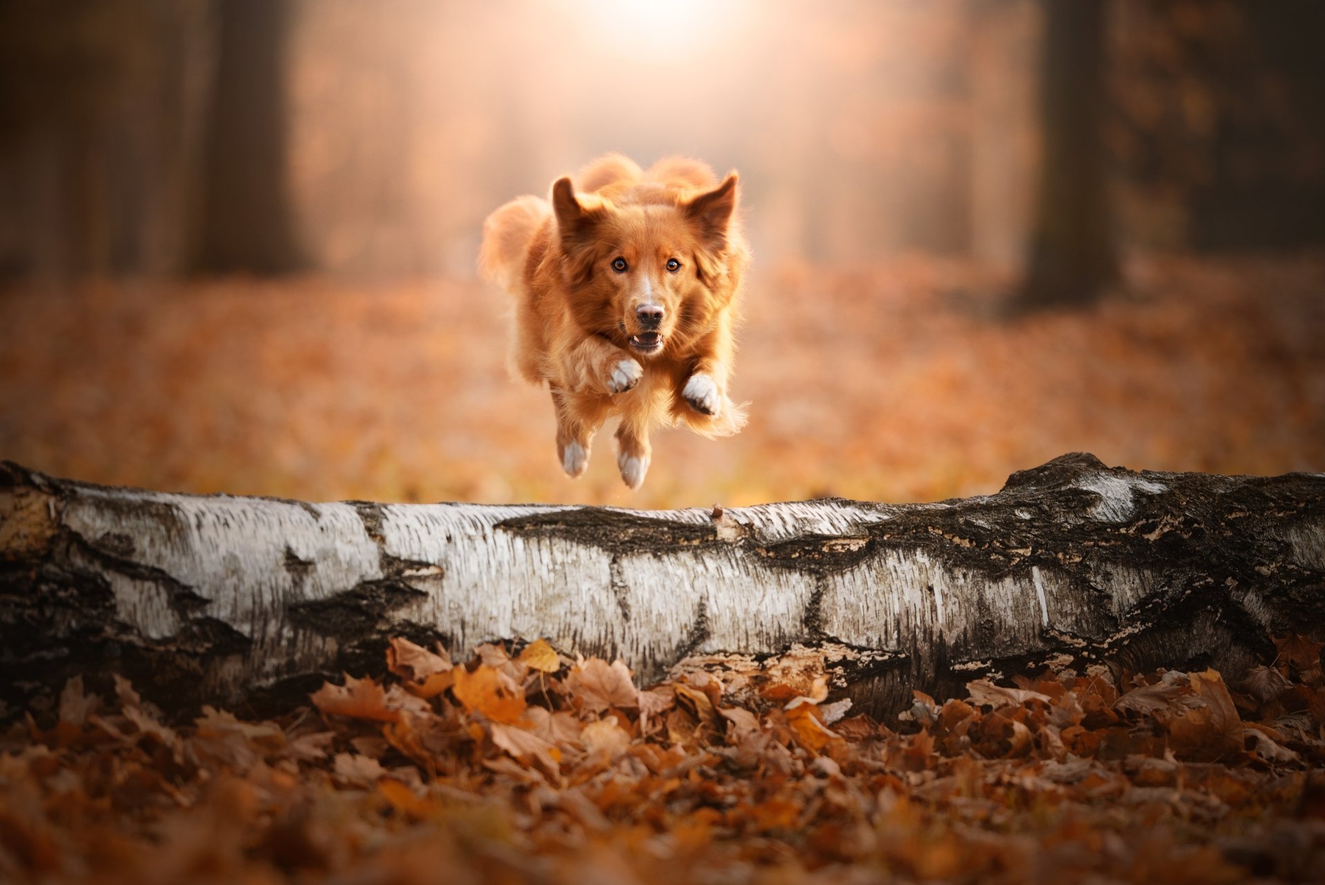 Download Animal Dog 4k Ultra HD Wallpaper