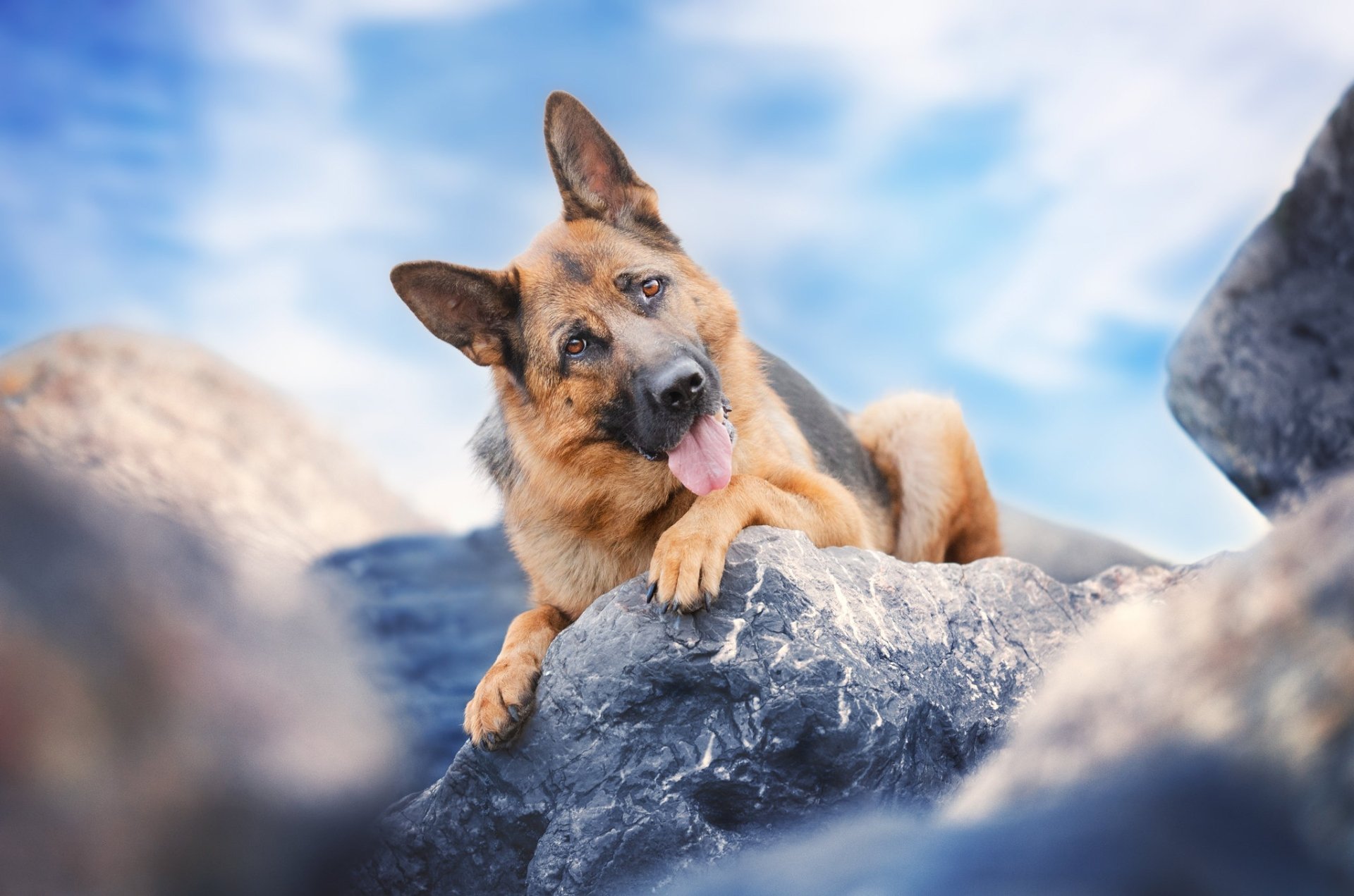 Majestic German Shepherd HD Wallpaper: Nature’s Loyal Guardian in Focus