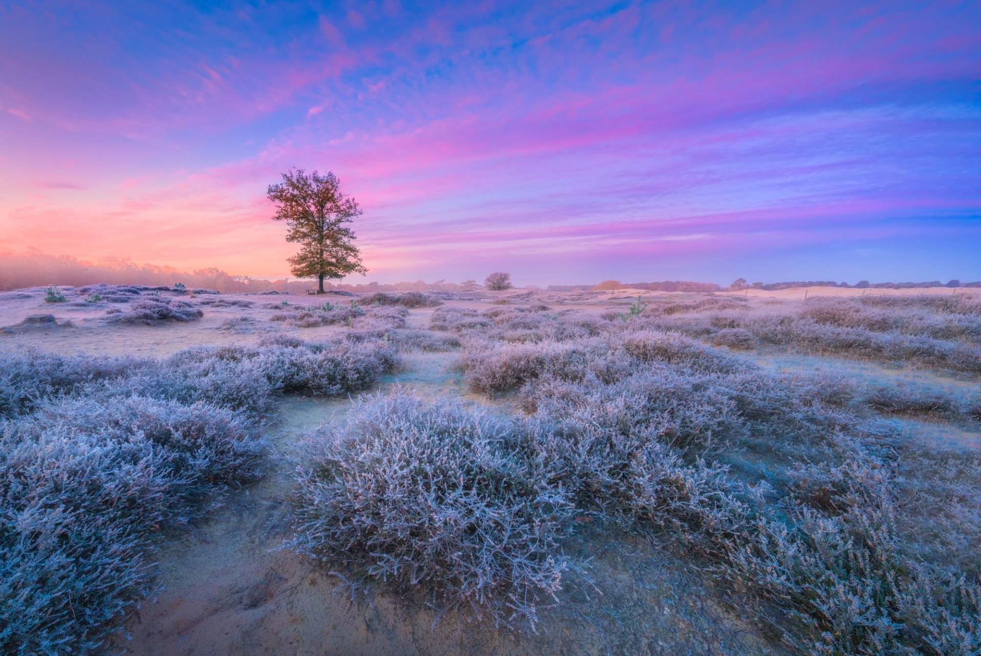 Download Netherlands Nature Landscape HD Wallpaper