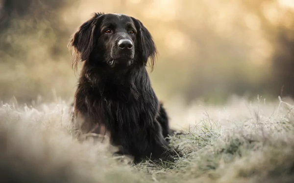 [50+] Black Dog Wallpapers