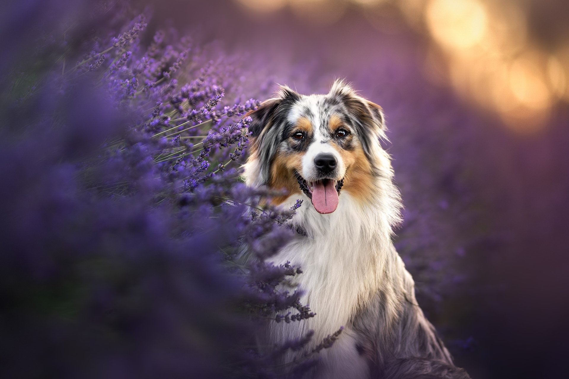 Download Animal Australian Shepherd HD Wallpaper
