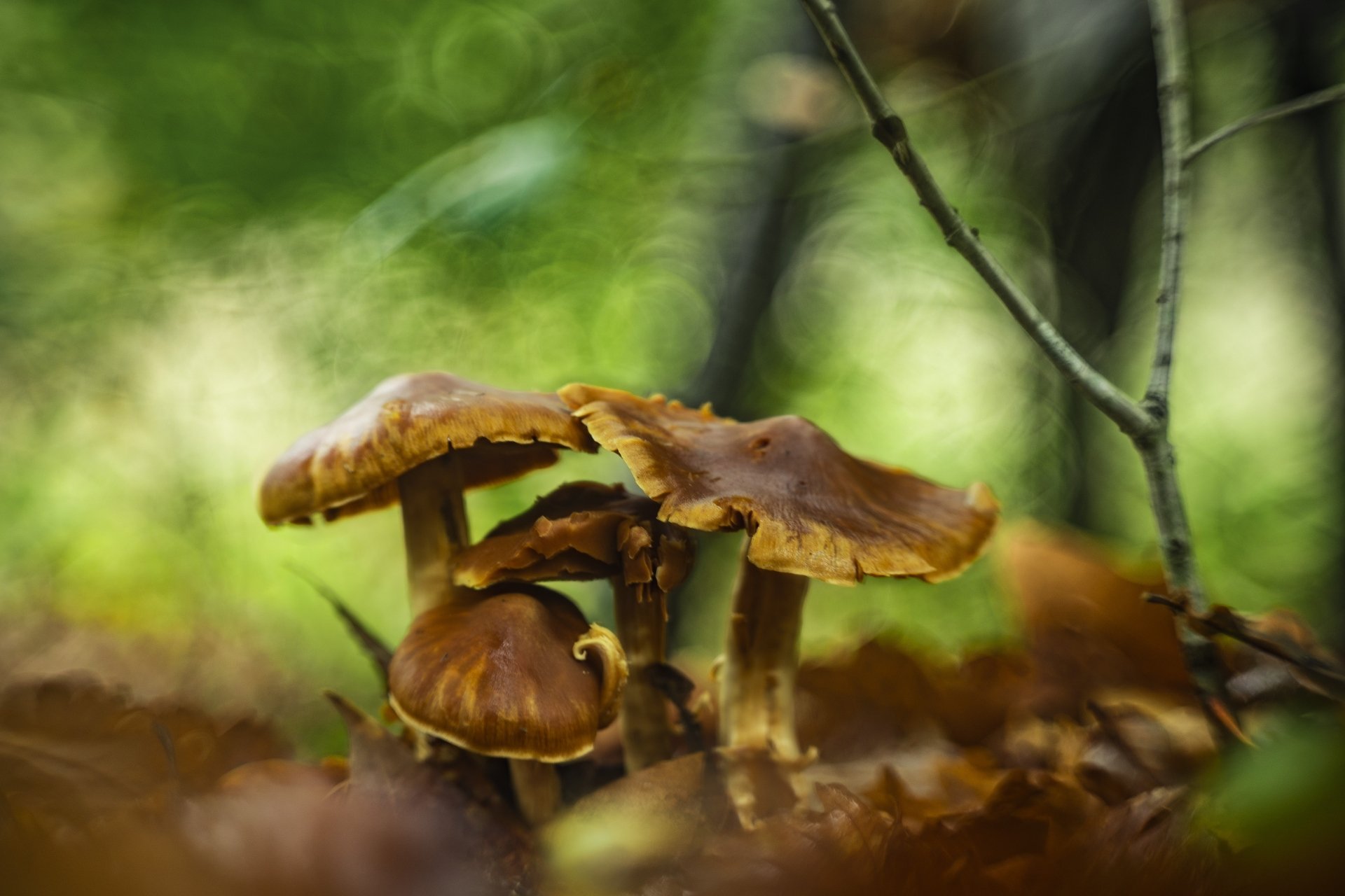 Download Nature Mushroom HD Wallpaper