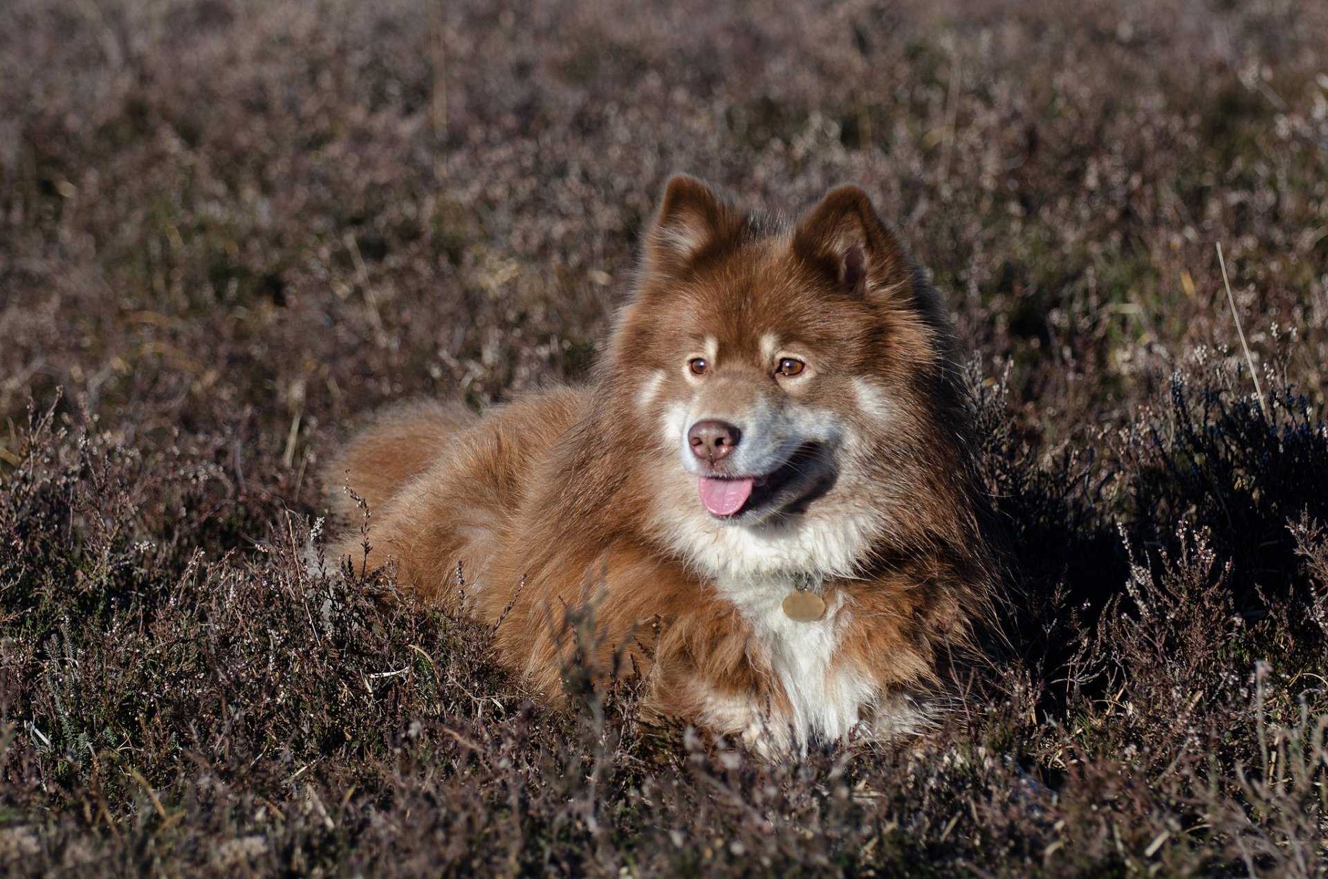 Download Animal Dog HD Wallpaper