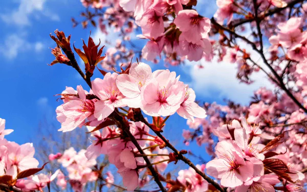 [90+] Sakura 4k Wallpapers