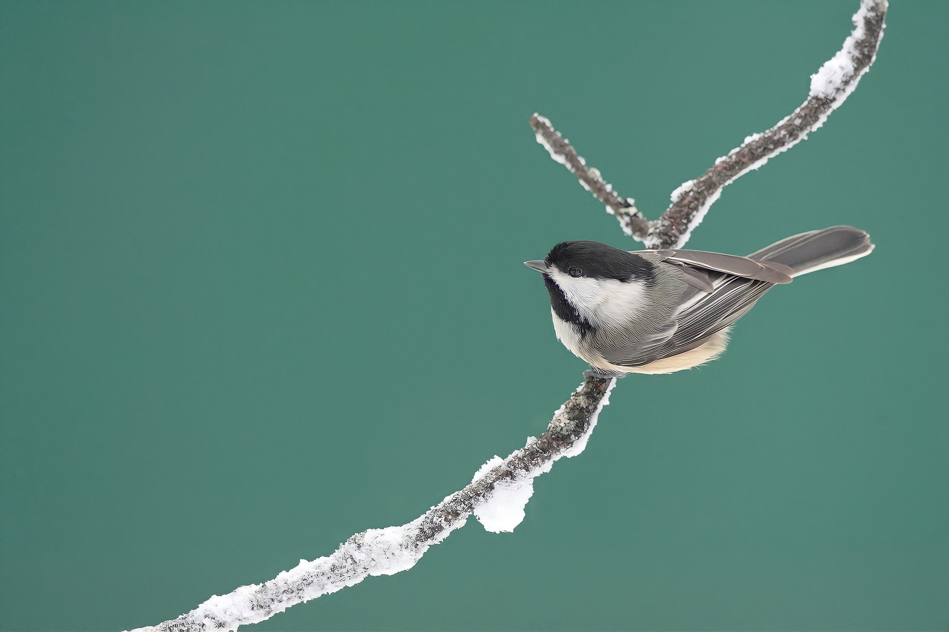 Animal Chickadee HD Wallpaper