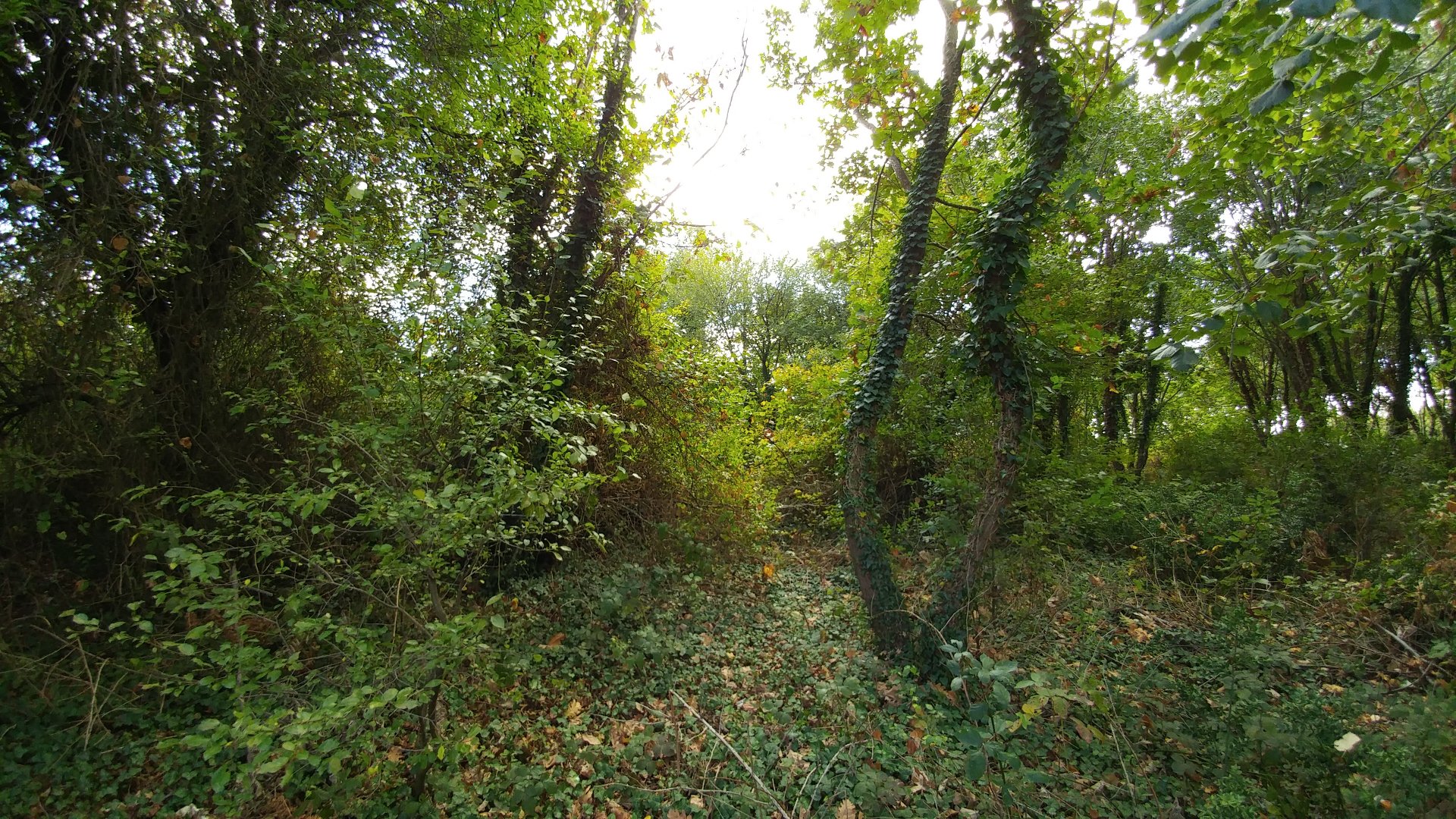 4K Ultra HD Forest Escape: Nature's Lush Tranquility