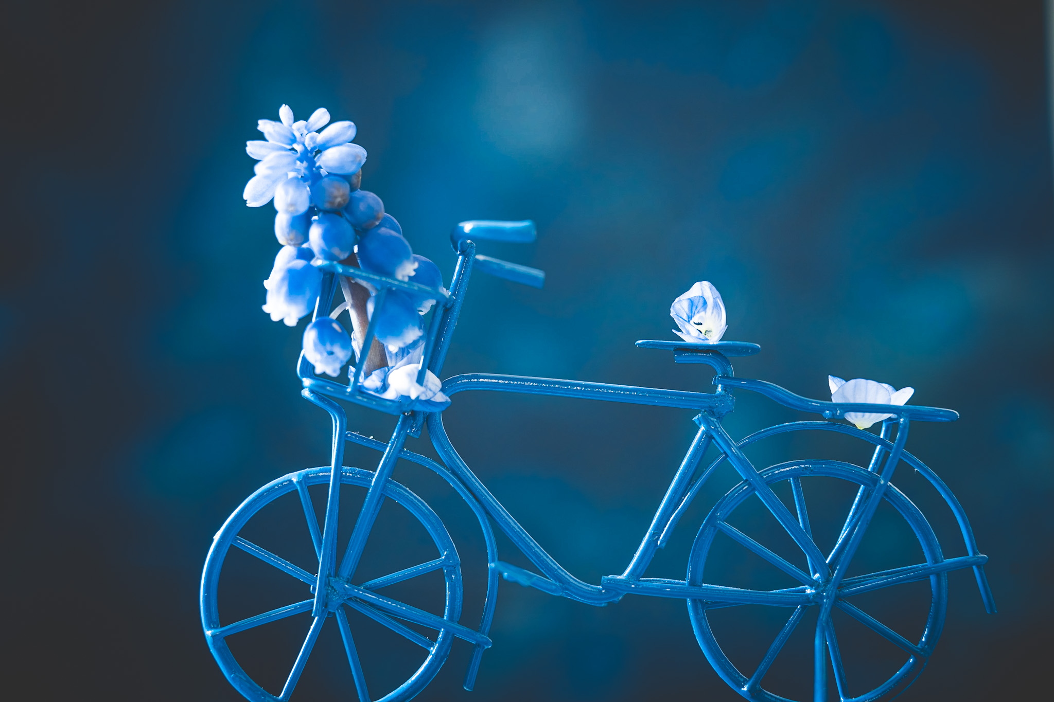 Download Macro HD Wallpaper