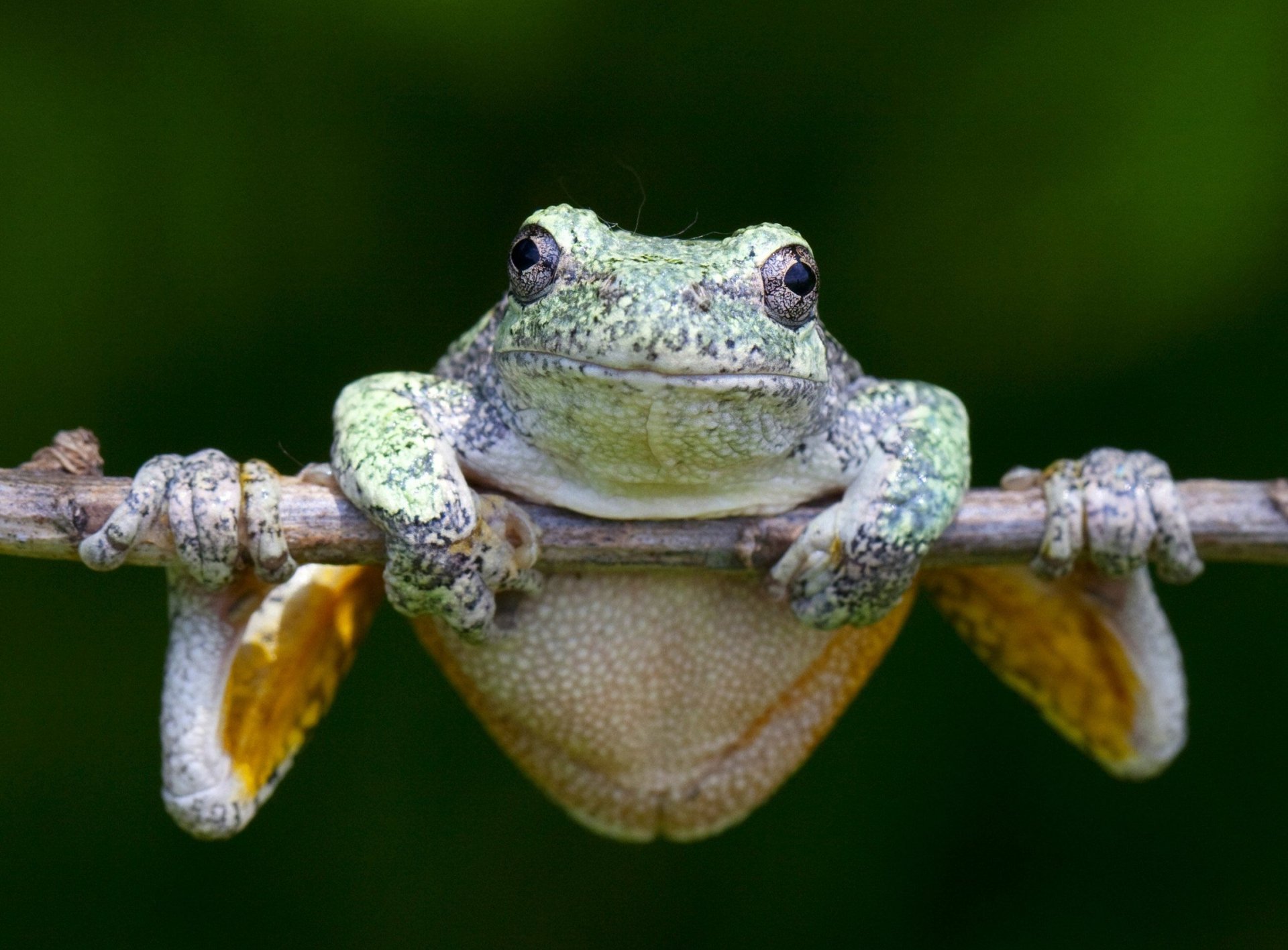 Vivid Frog Close-Up HD Wallpaper: Nature’s Tiny Acrobat | 2300x1698 ...
