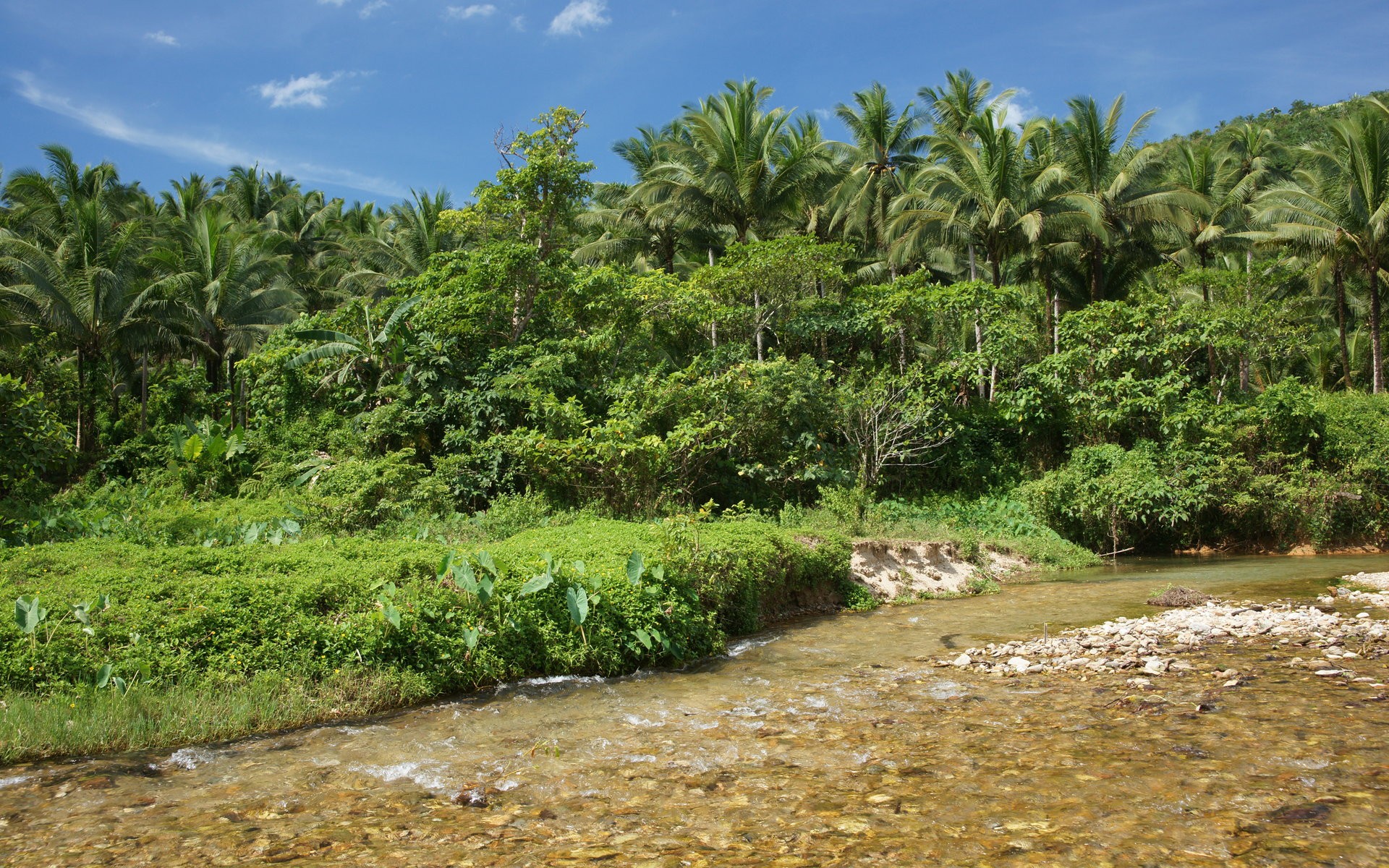 Jungle HD Wallpaper