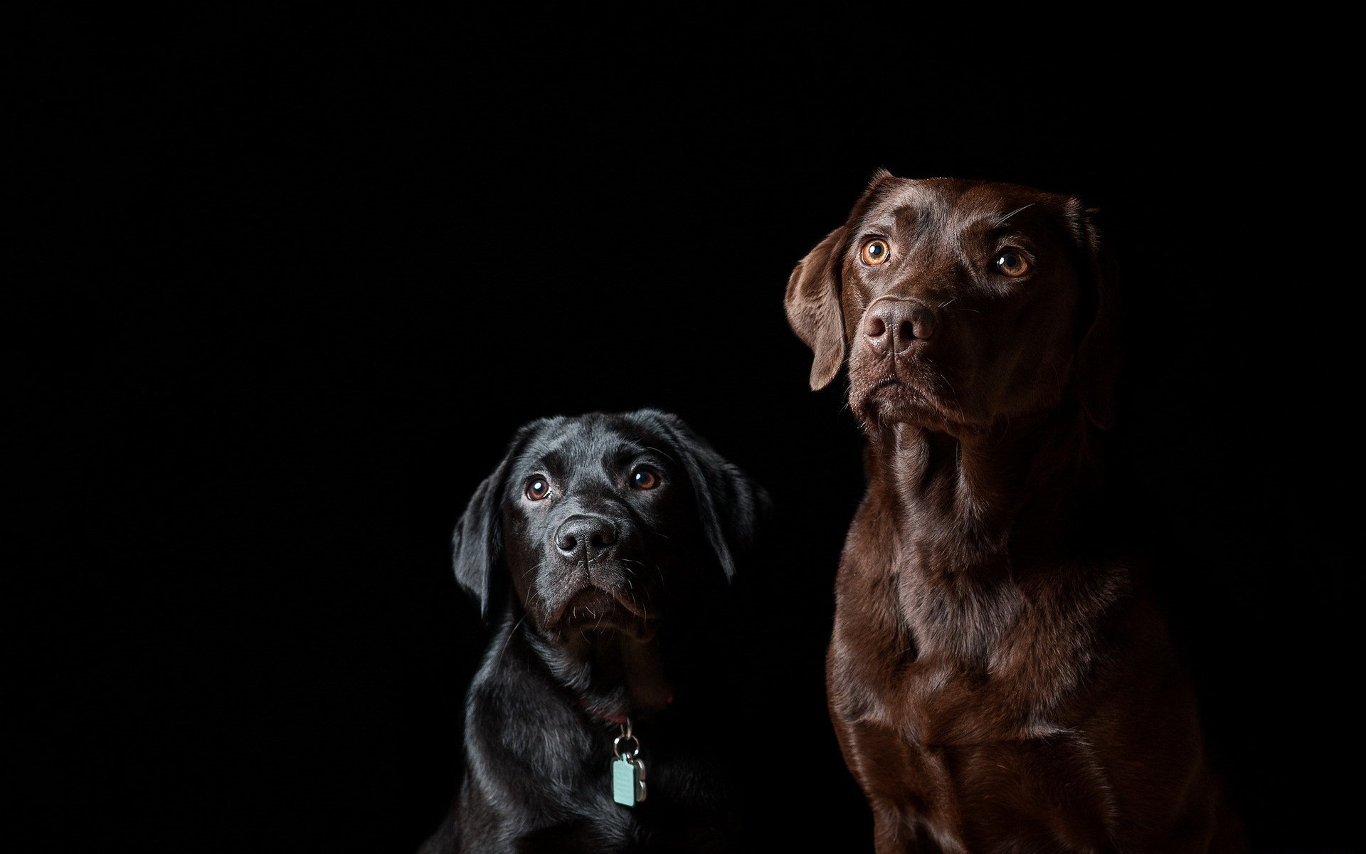 Download Animal Dog HD Wallpaper