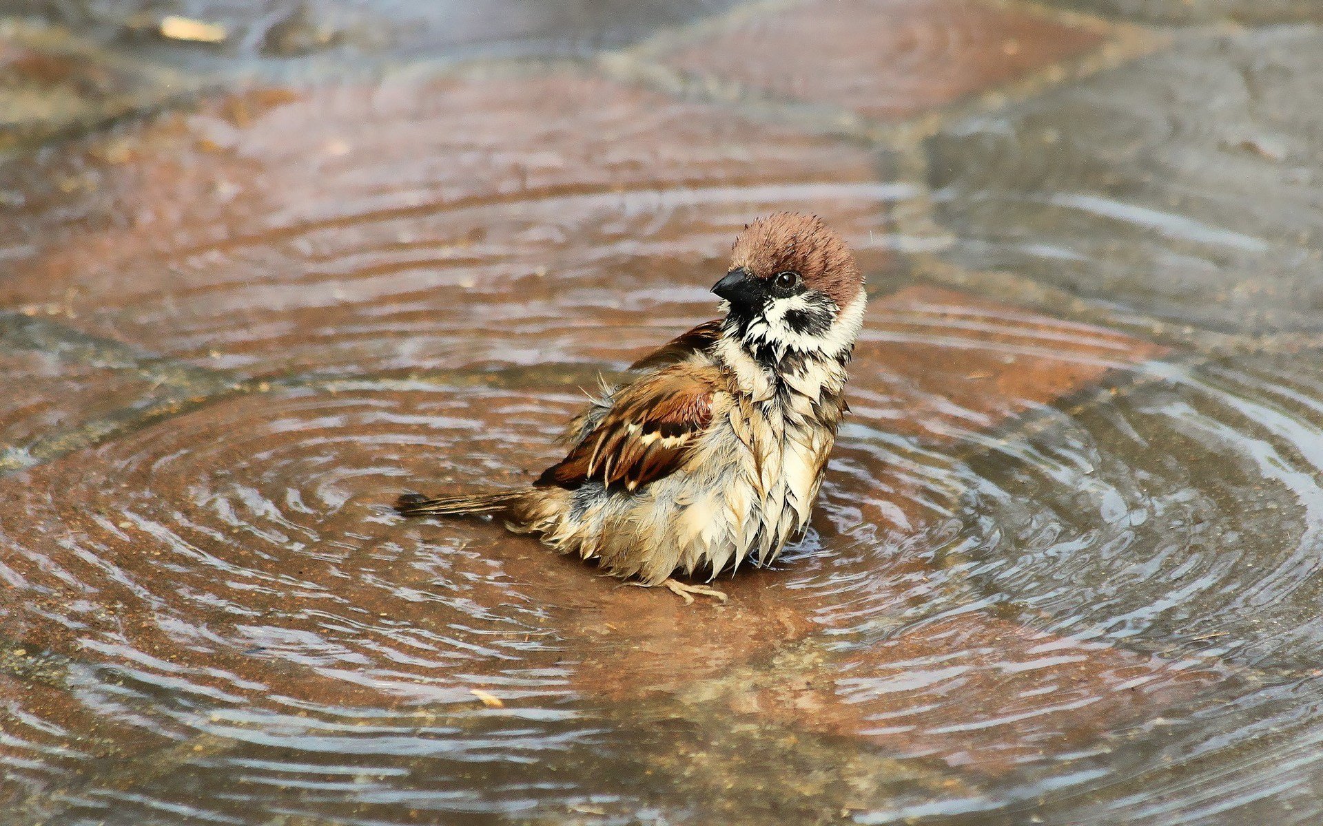 Download Swimming Pool Water Bird Animal Sparrow HD Wallpaper