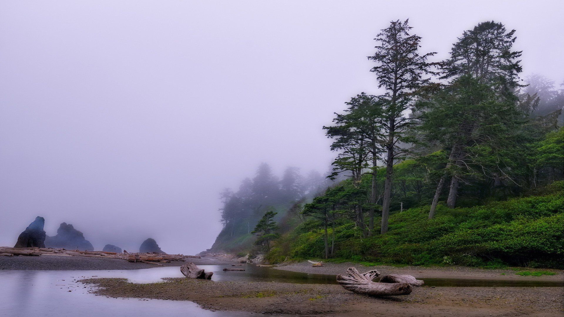 Fogbound Driftwood Shore — Streamside Trees (HD Wallpaper)