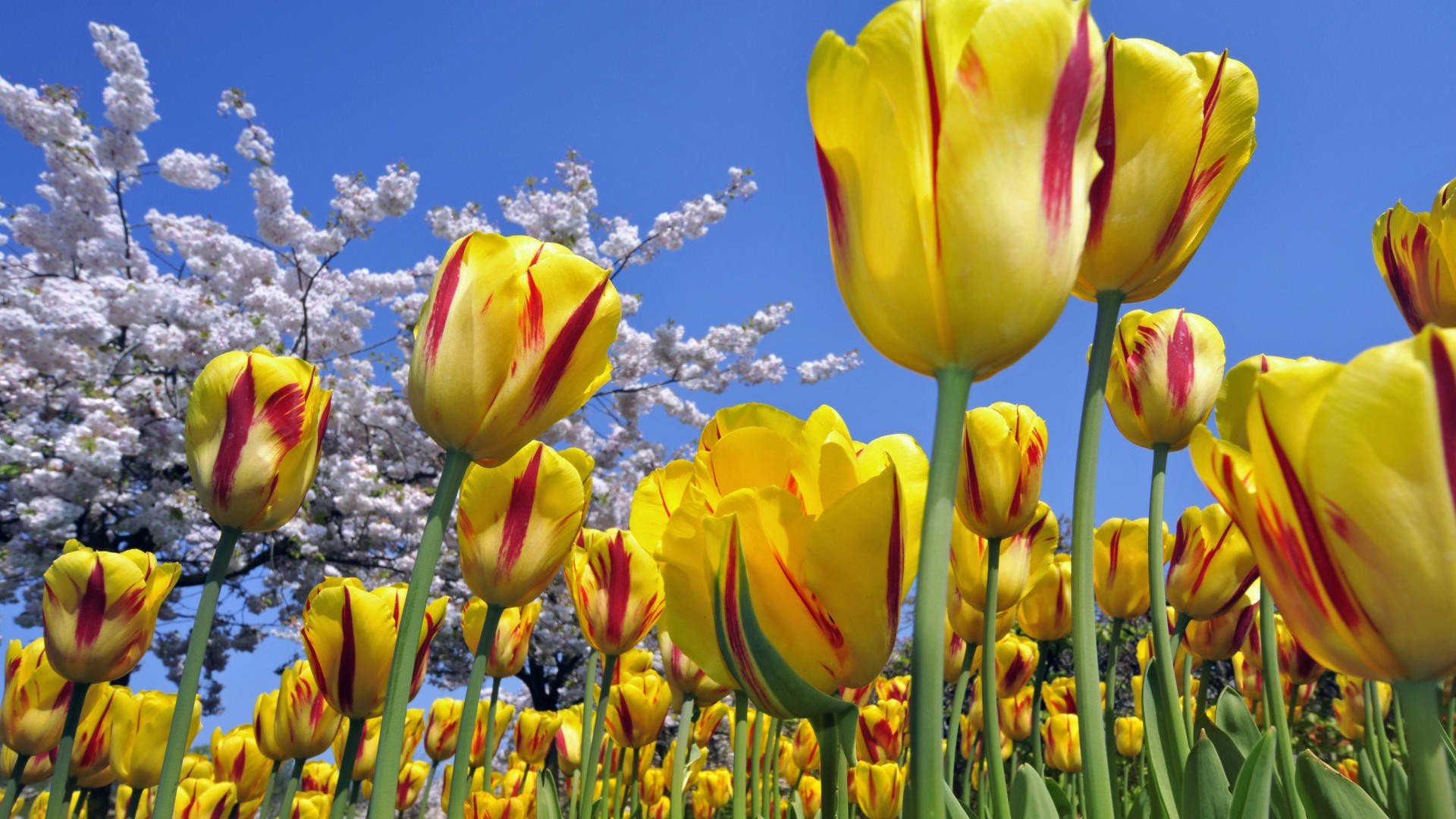 Vibrant Tulip Bloom: Stunning Nature HD Wallpaper | 1920x1080 ...